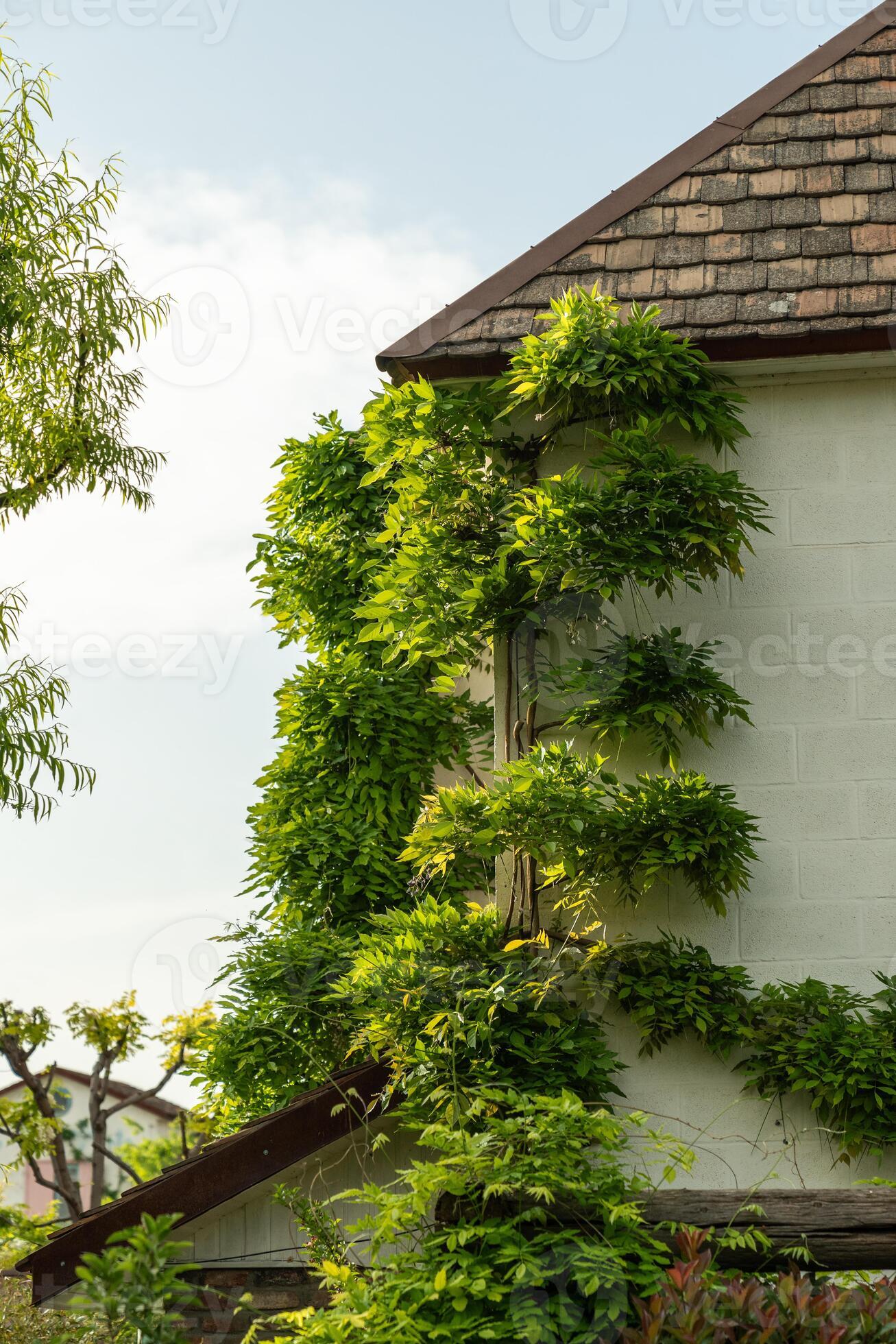 Wisteria vine framing the corner of building. Green facade with climber plants, ivy growing on ...