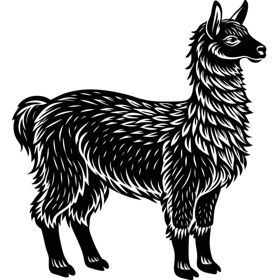 llama, black and white illustration 53668114 Vector Art at Vecteezy