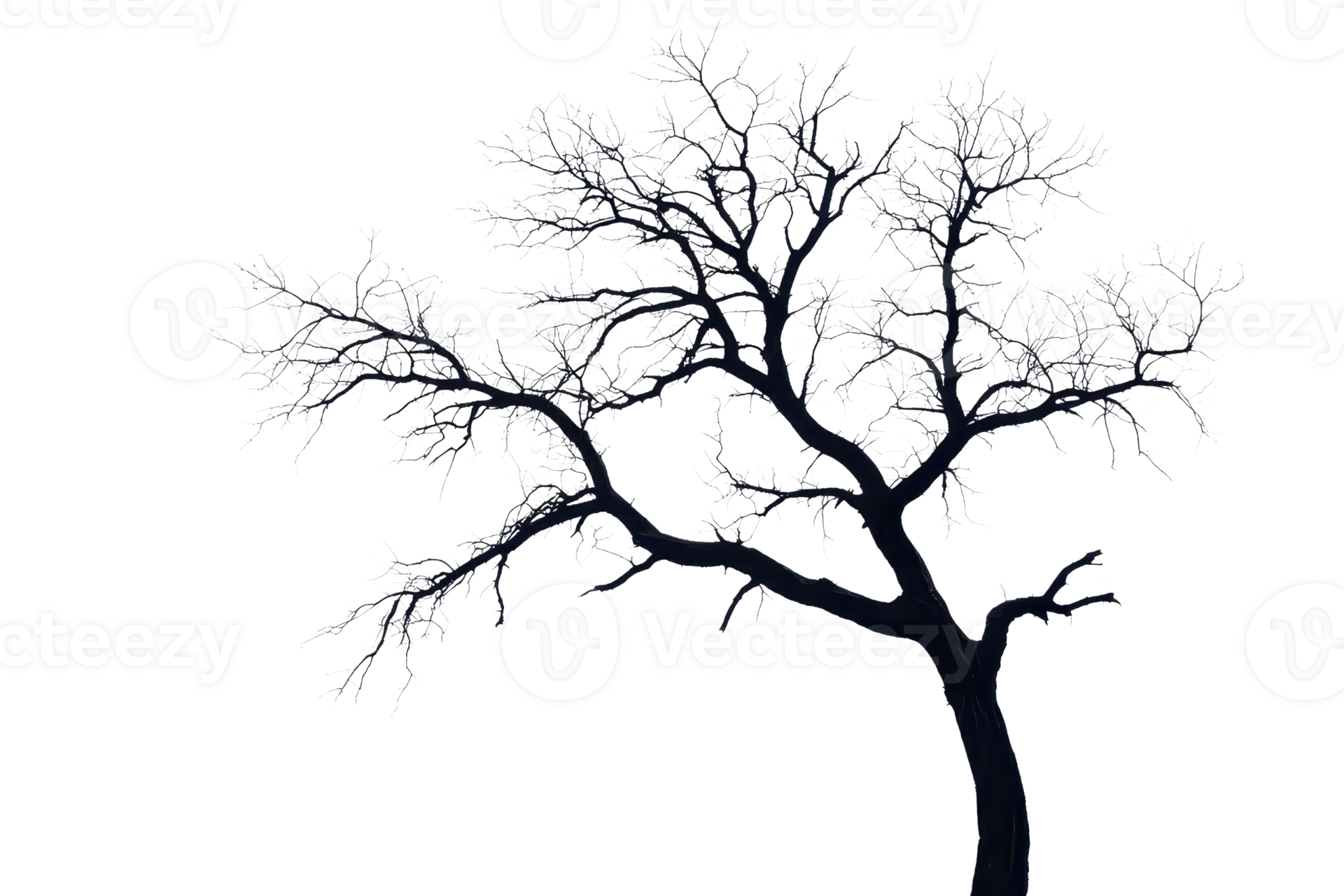 Silhouette of a leafless tree with delicate branches against a ...