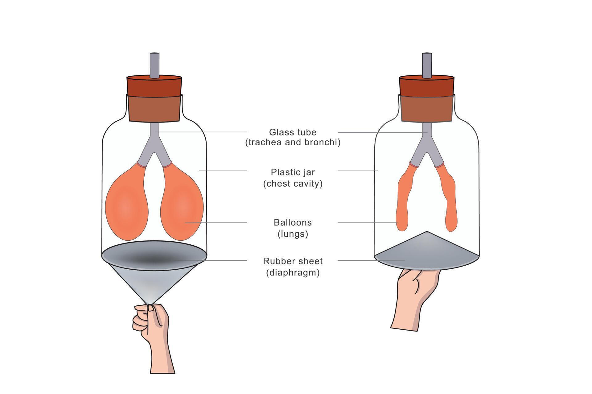 A breathing model shows lung function, simulating airflow with balloons ...