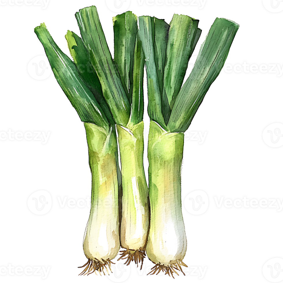 Fresh green leeks with vibrant green tops and white bulbs 53824283 PNG Fresh green leeks with vibrant green tops and white bulbs 53824283 PNG