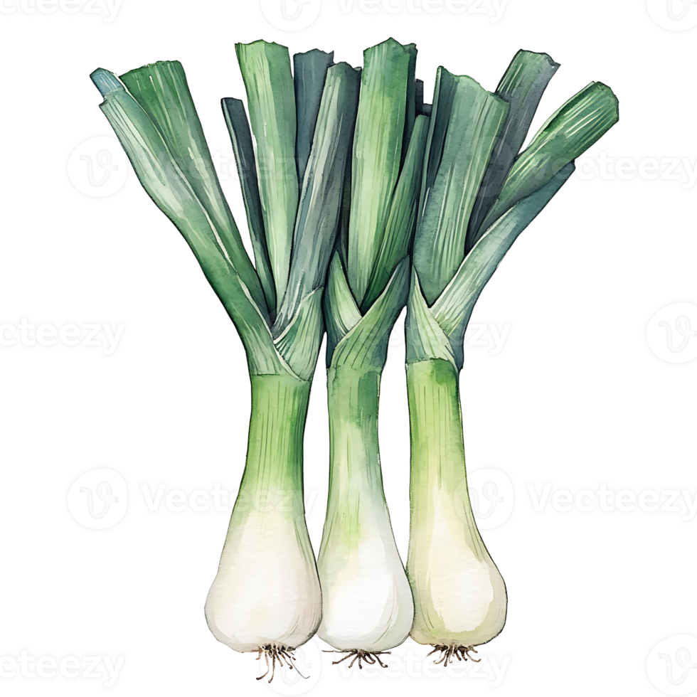 Fresh green leeks with vibrant green tops and white bulbs, perfect for ... Fresh green leeks with vibrant green tops and white bulbs, perfect for ...