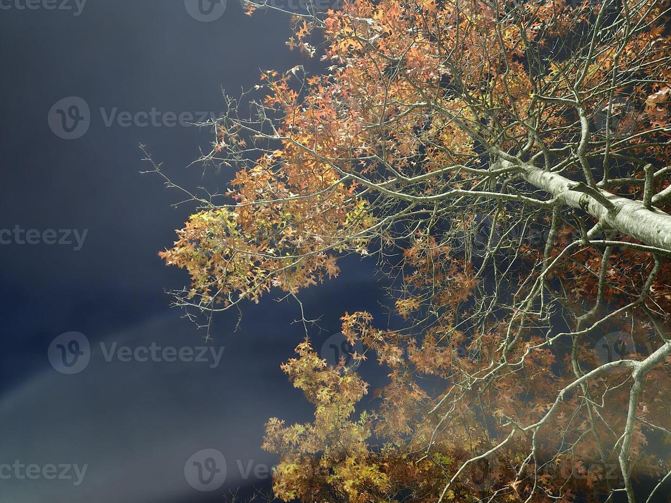 Colorful autumn trees background 53958773 Stock Photo at Vecteezy