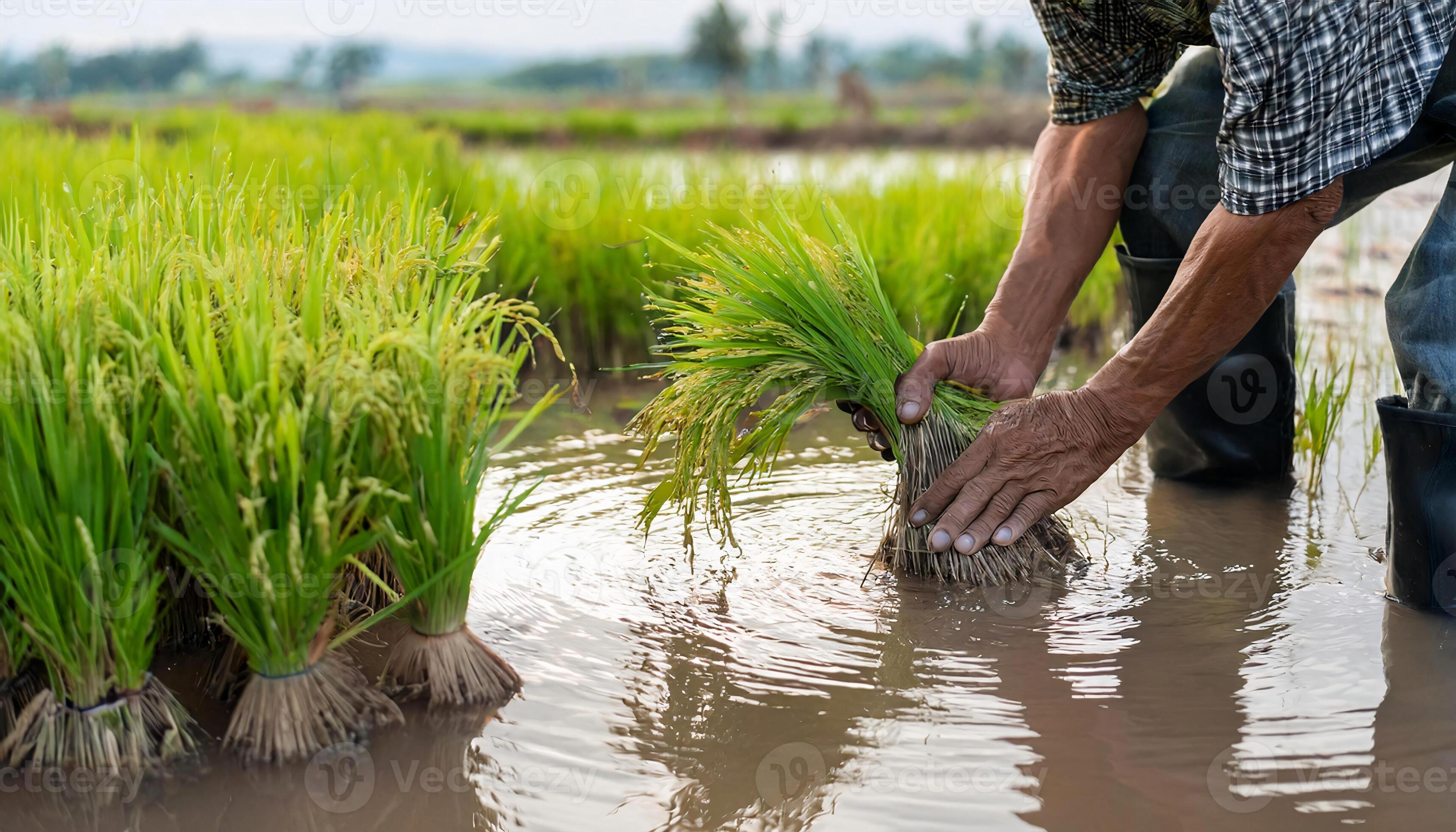 close-up of a farmer planting green rice seedlings in a flooded paddy field during the wet ...