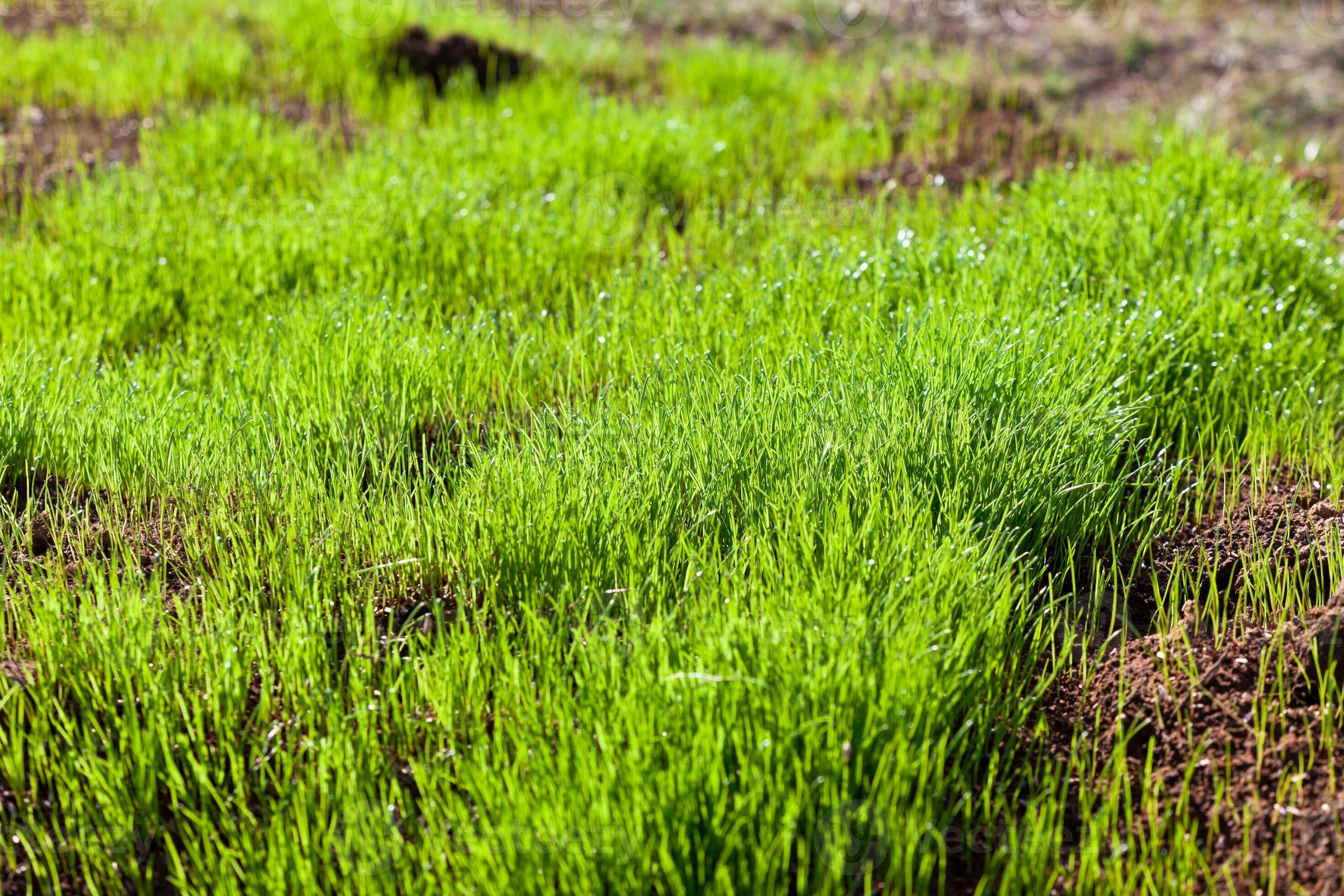 Fresh Green Grass Meadow at Spring 54063900 Stock Photo at Vecteezy