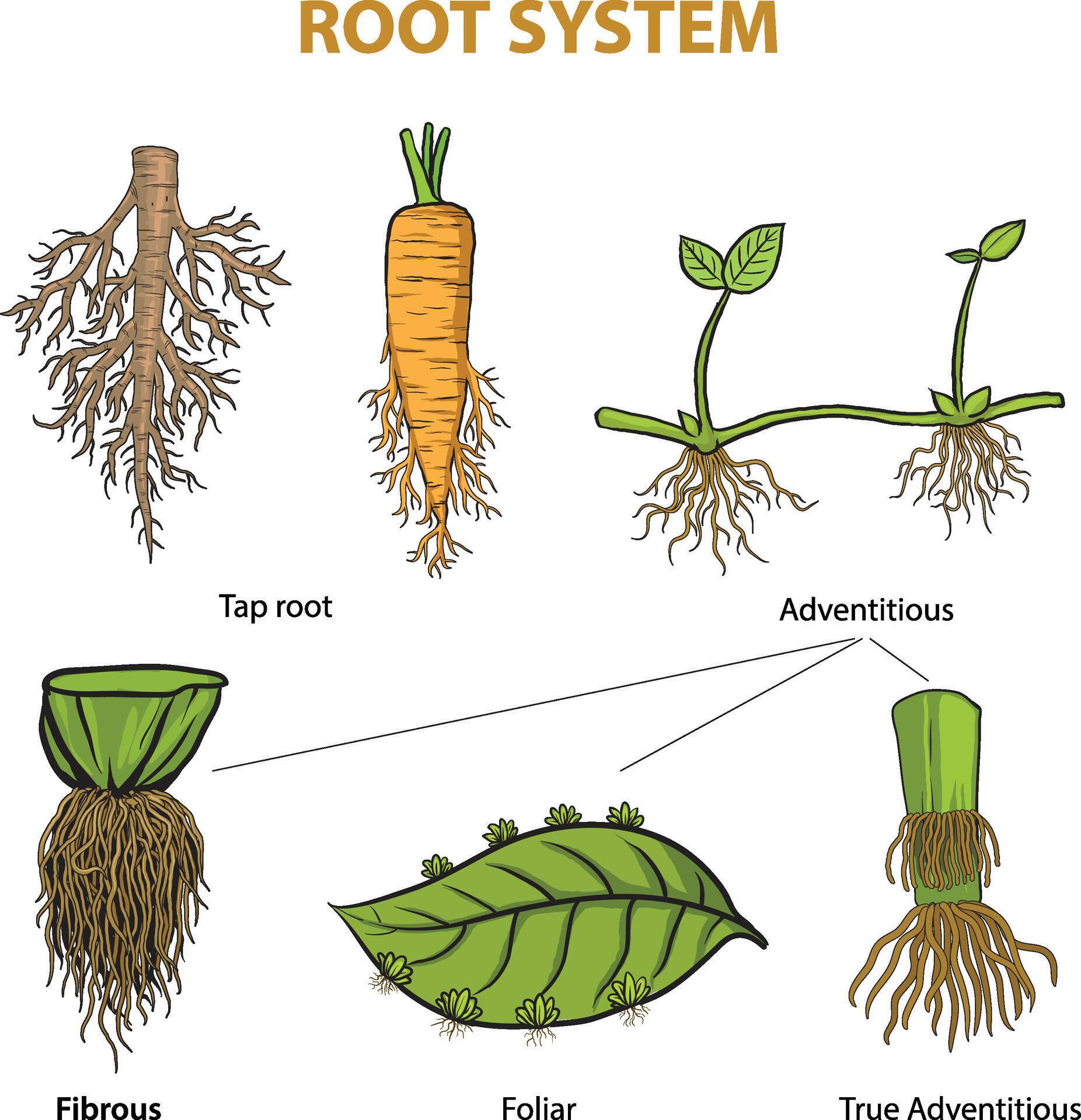 illustration of root system types 54068165 Vector Art at Vecteezy