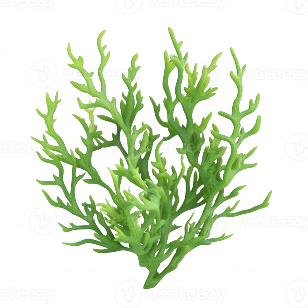 Vibrant green seaweed, adding color and life to underwater landscapes ... Vibrant green seaweed, adding color and life to underwater landscapes ...