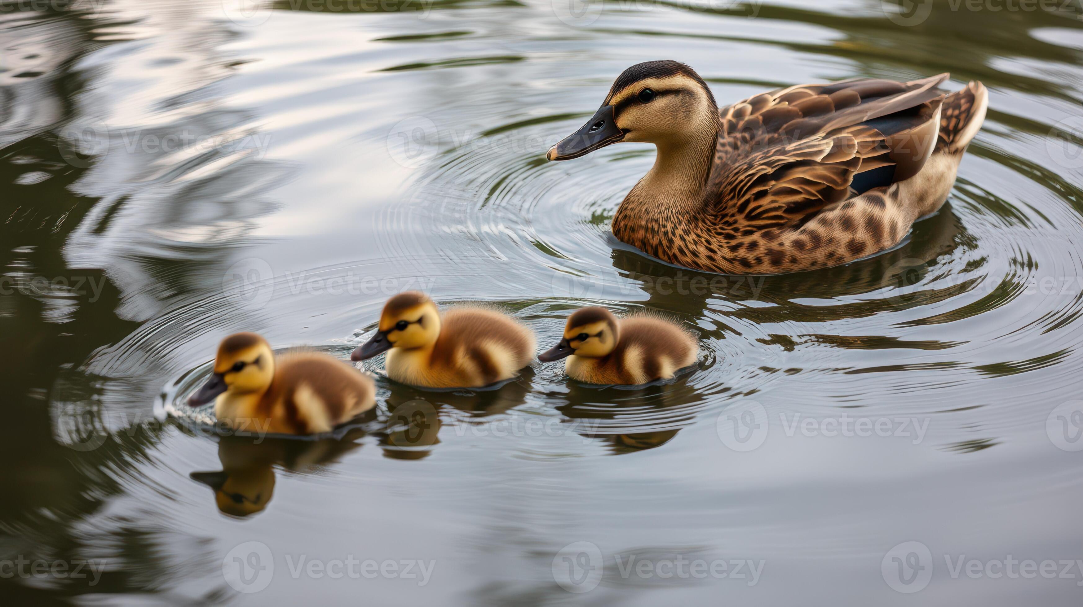 Mother duck swims with her three ducklings in a serene pond surrounded by lush greenery in the ...