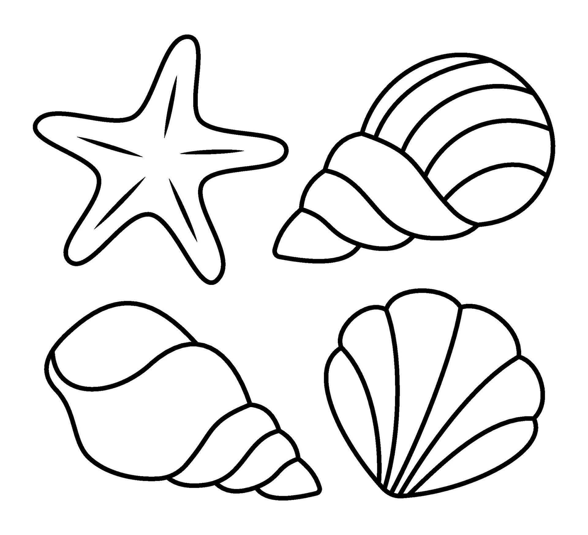 Set of sea shells. Outline Doodle illustration for colouring pages ...