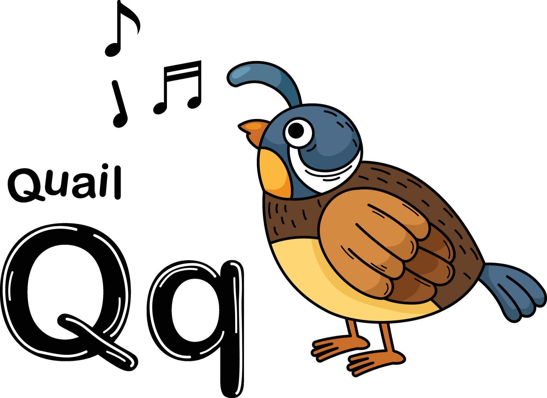 Illustration Isolated Animal Alphabet Letter Q-Quail 54266618 Vector ...