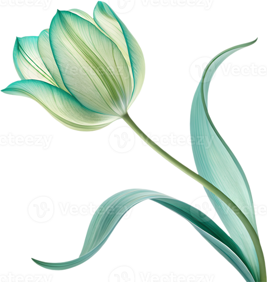 Gorgeous Tulip flower clipart for web and print. . 54306220 PNG