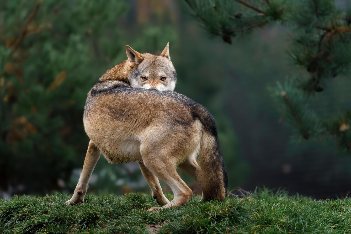 Wolf Behavior Stock Photos, Images and Backgrounds for Free Download