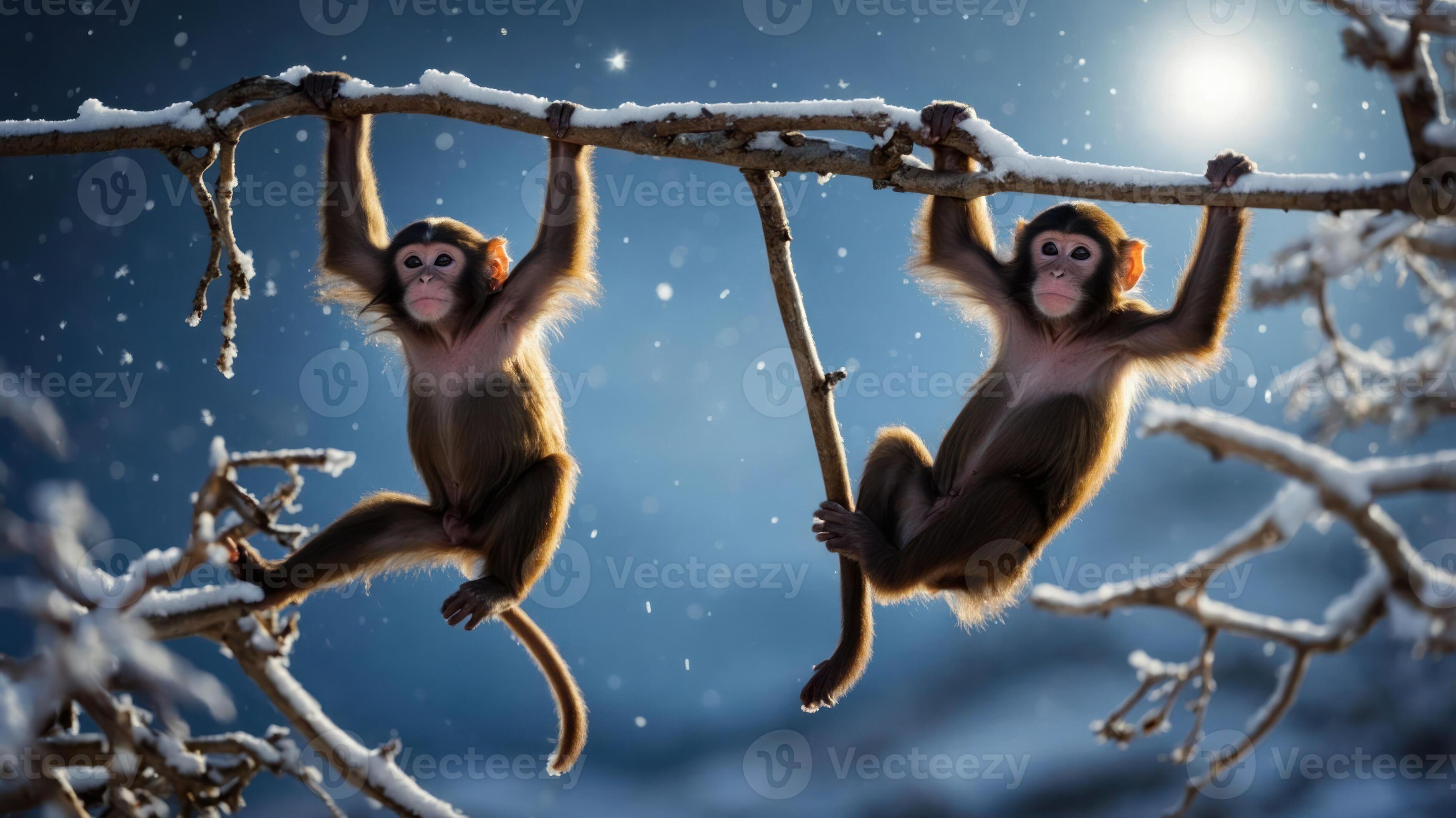 Two monkeys playfully hanging from branches in a snowy landscape under a moonlit sky. 54499986 ...