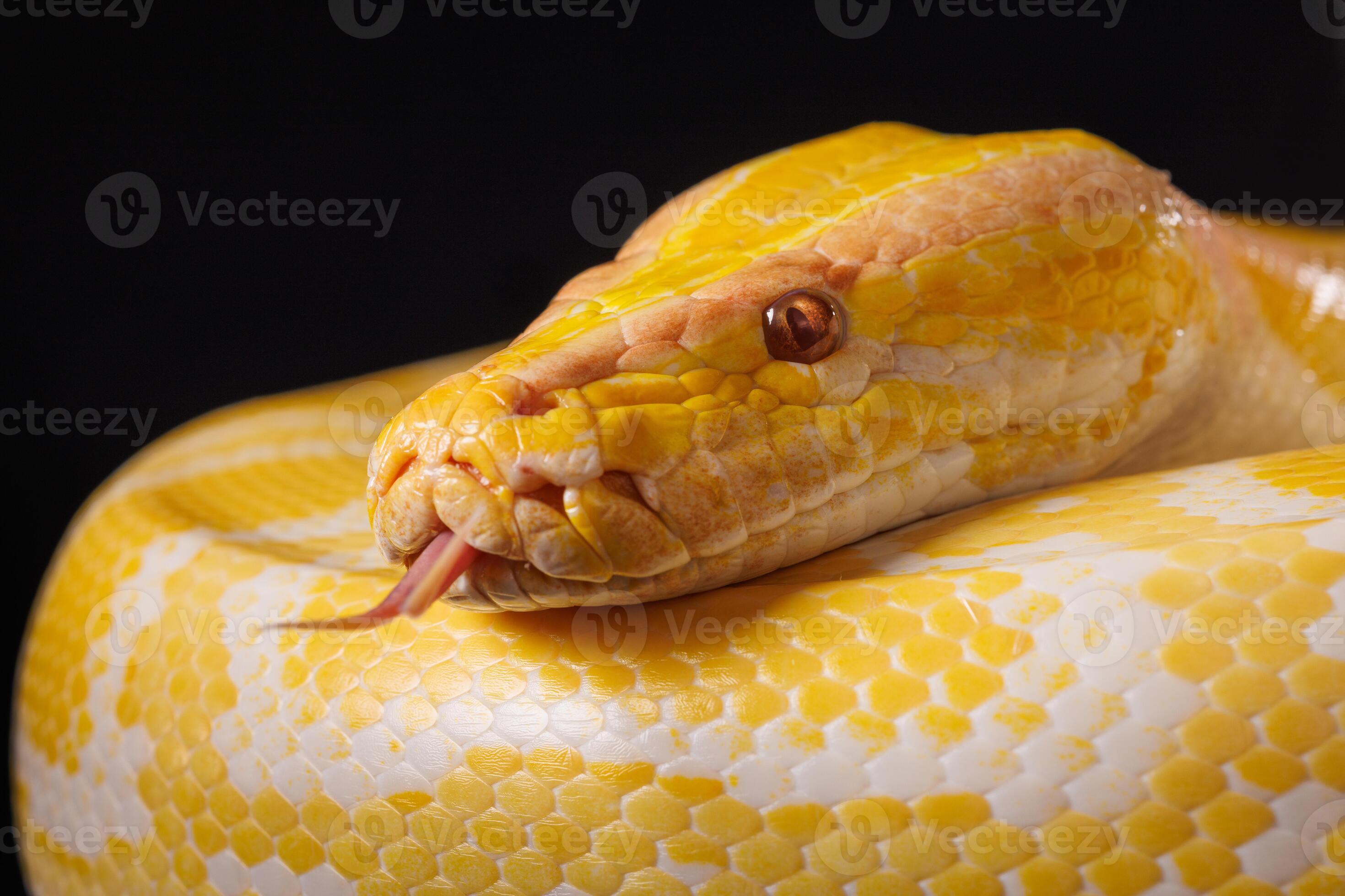 Close-up of a yellow python against a black background showing its ...