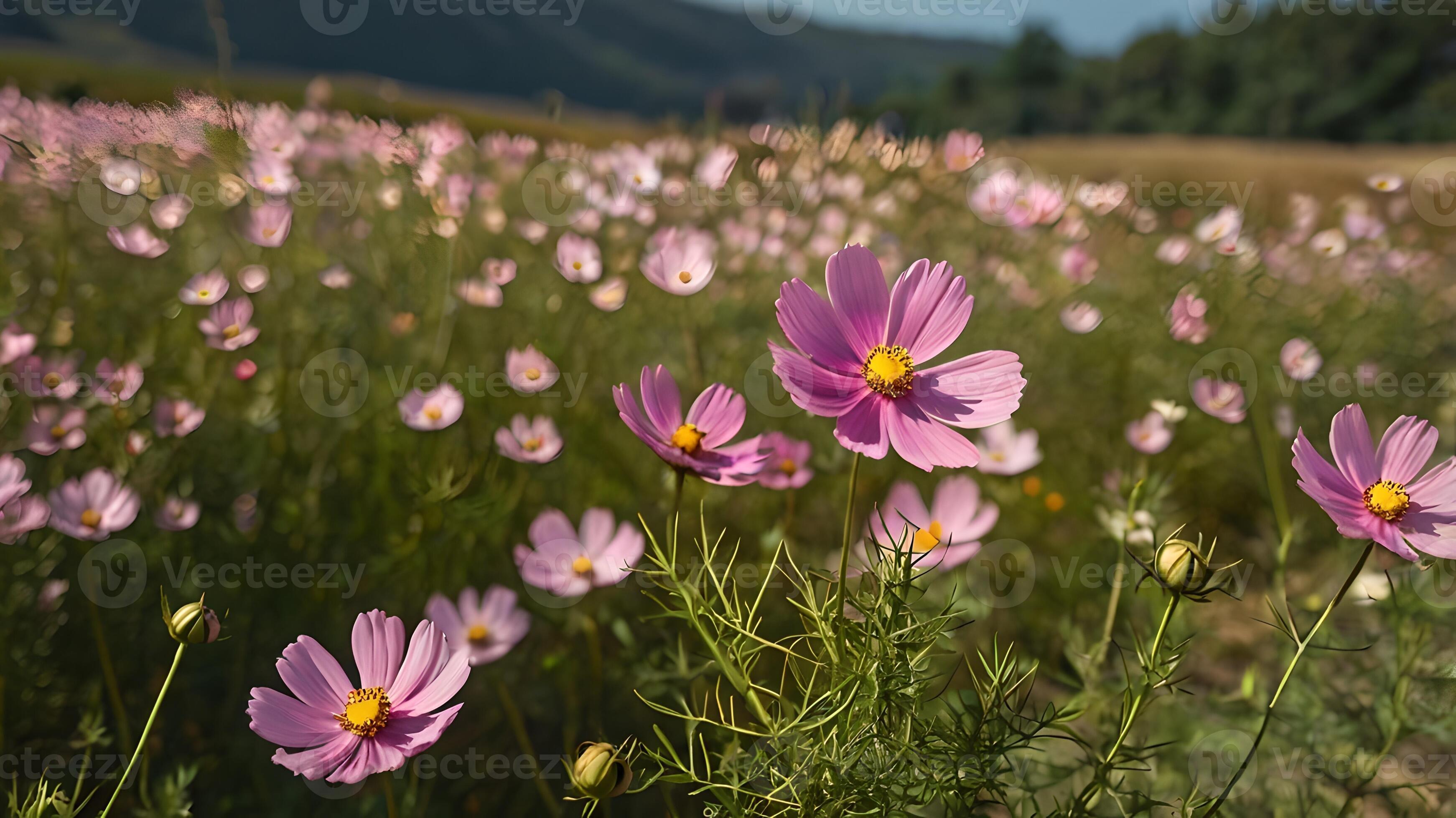 Serene Pink Cosmos Field Under a Sunny Sky 54604620 Stock Photo at Vecteezy
