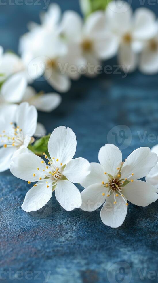 White cherry blossom flowers arranged on a blue background for ...