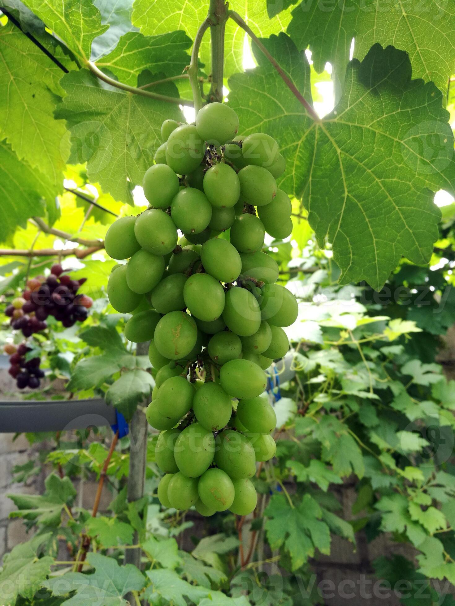 A cluster of unripe shine muscat, a grape variety that has large yellow-green berries, crisp ...