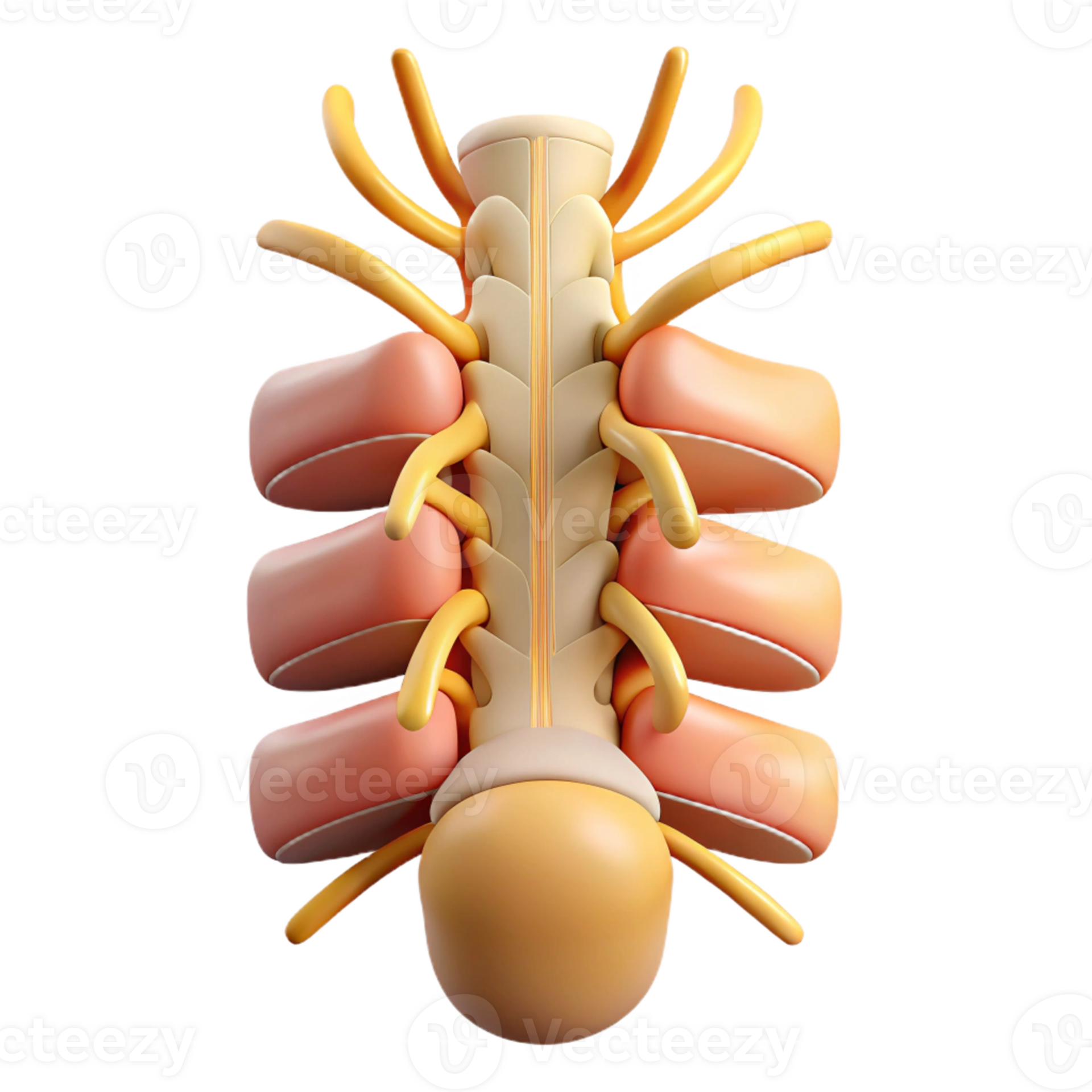 3D Render Spinal Cord Illustration 54718251 PNG