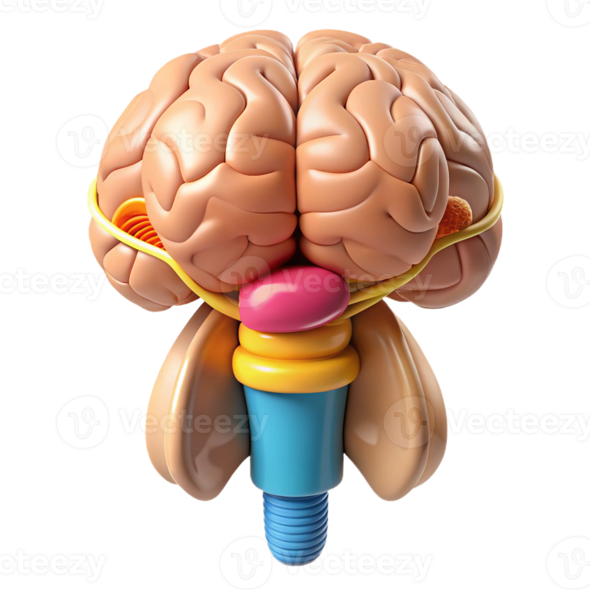 3d Brain Stem Illustration Anatomy 54718727 Png