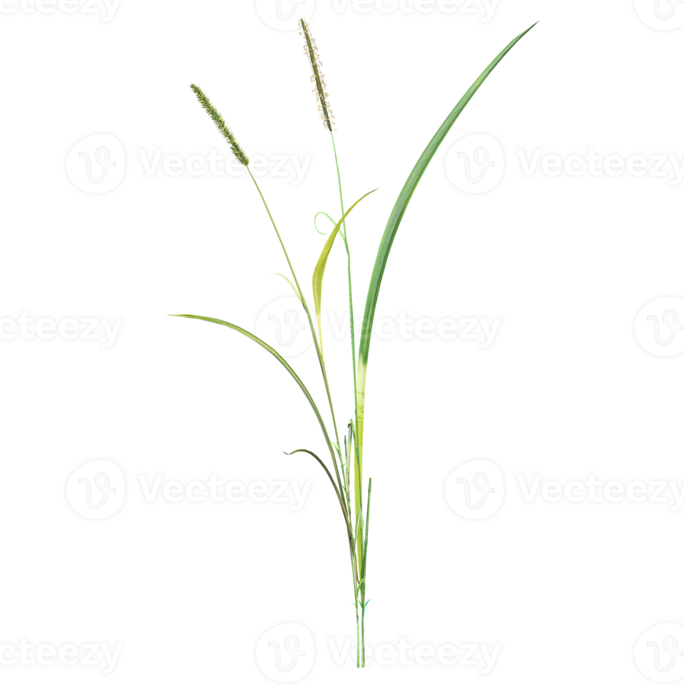 Green Beautiful Green Wild Grass Isolated On Canvas 54721398 Png