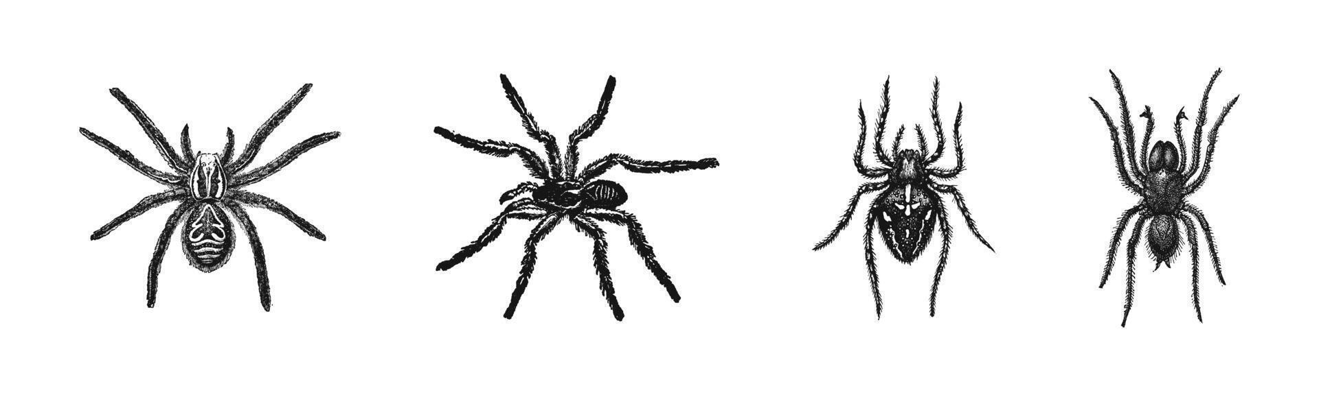 Hand-Drawn Spider Illustrations Collection Set 54813566 Vector Art at ...