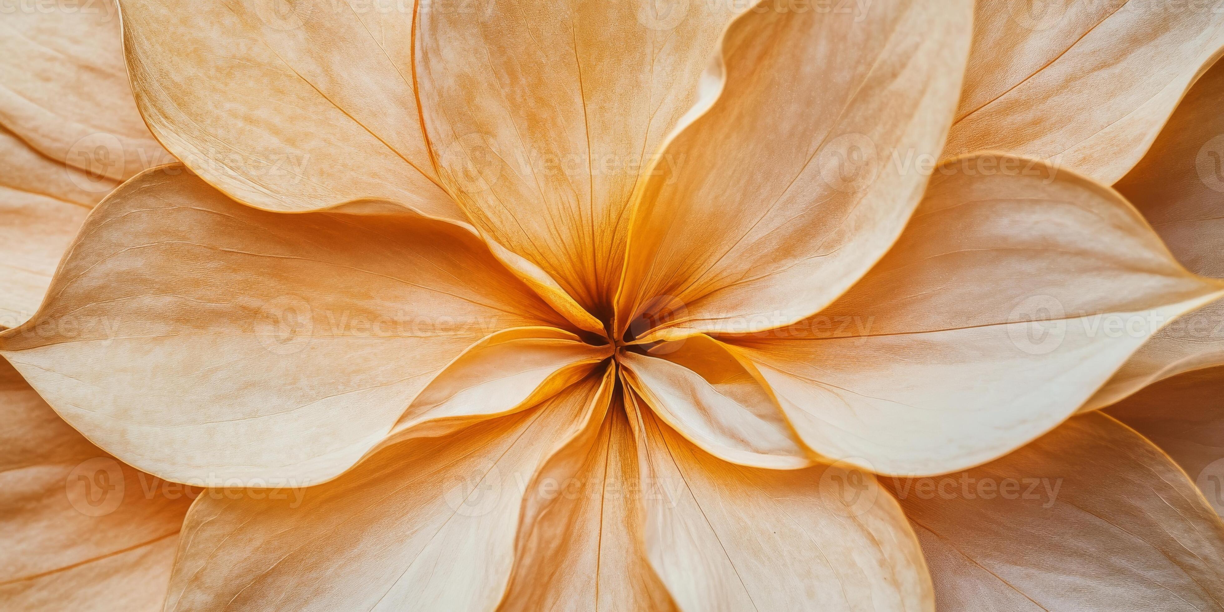 Close-Up of a Beautiful Peach-Colored Flower Petals 54934282 Stock ...
