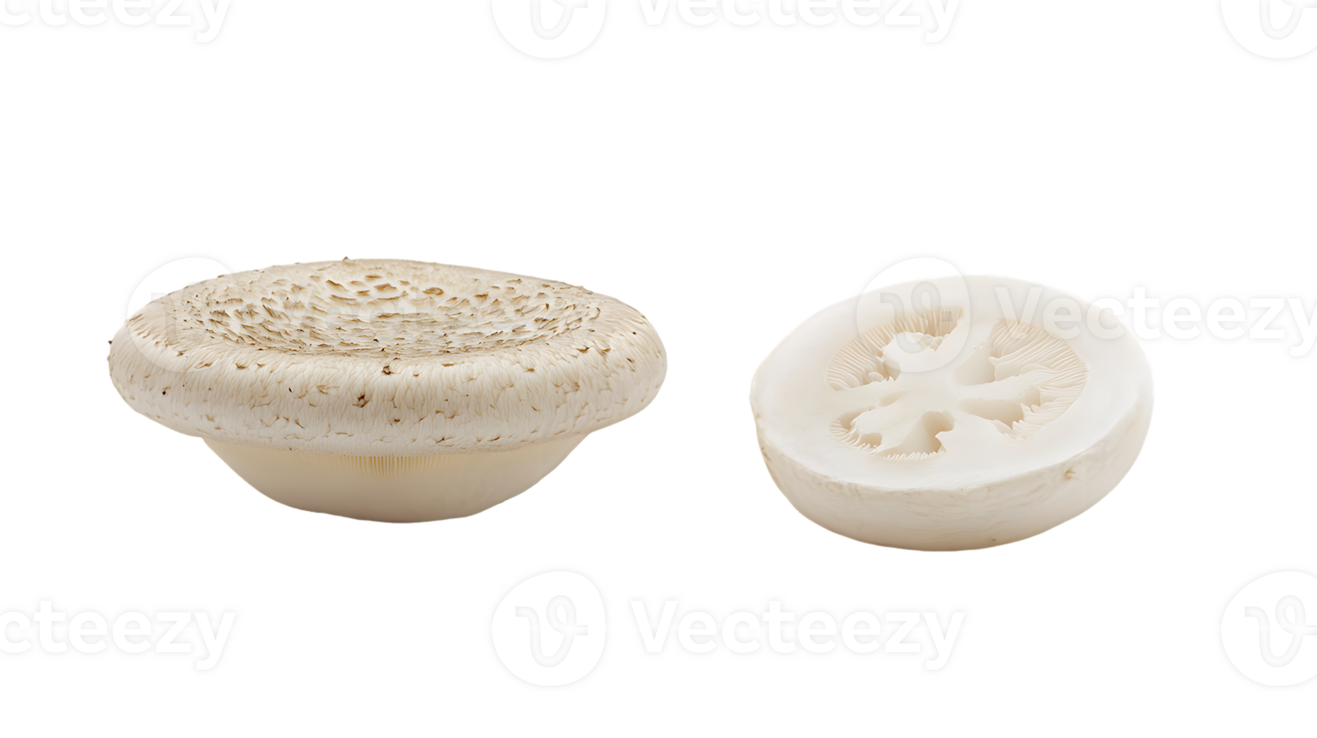 Mushroom Specimen Whole And Cross Section Views 54950362 Png