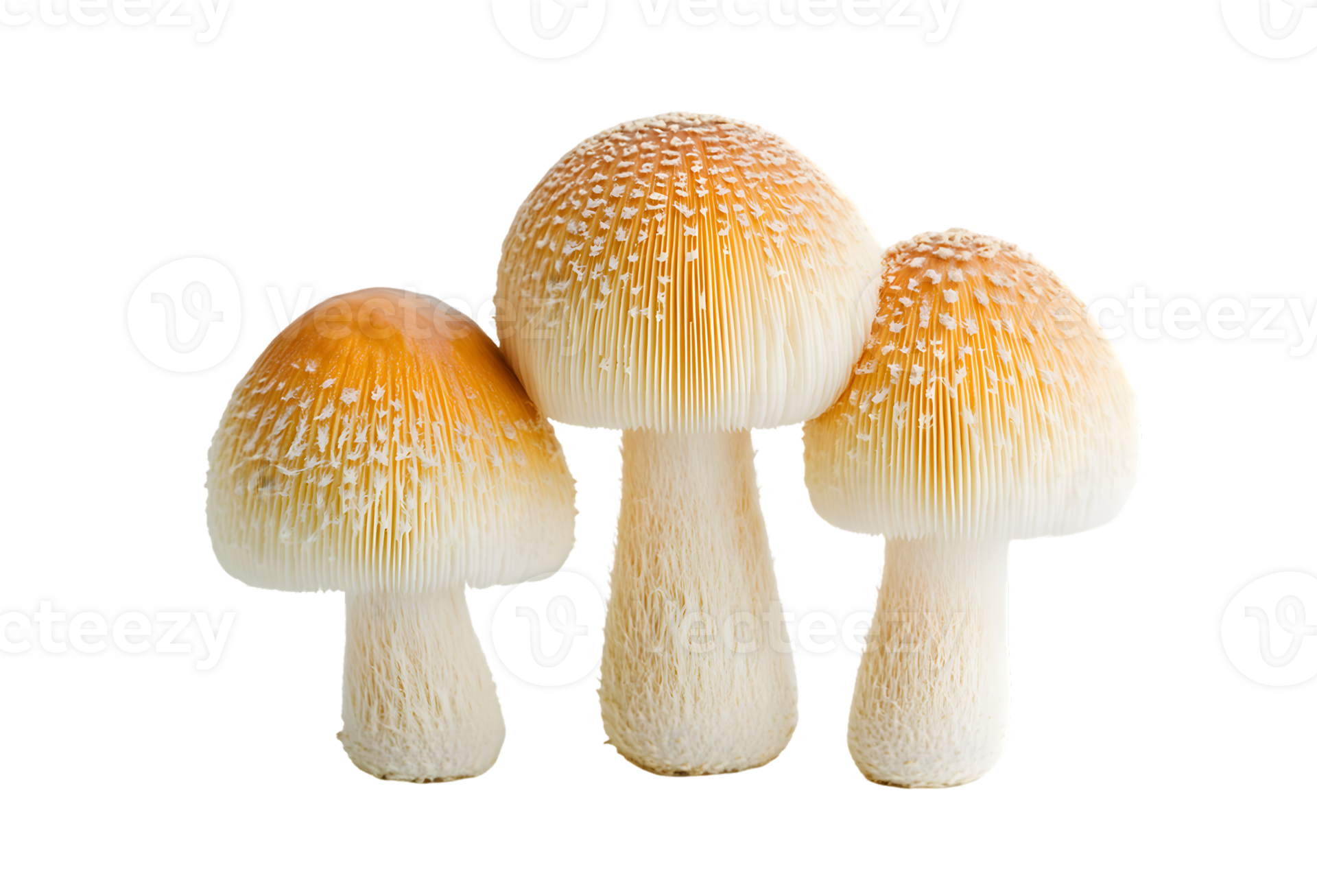 Three Mushrooms Close-up View 54950950 PNG Three Mushrooms Close-up View 54950950 PNG