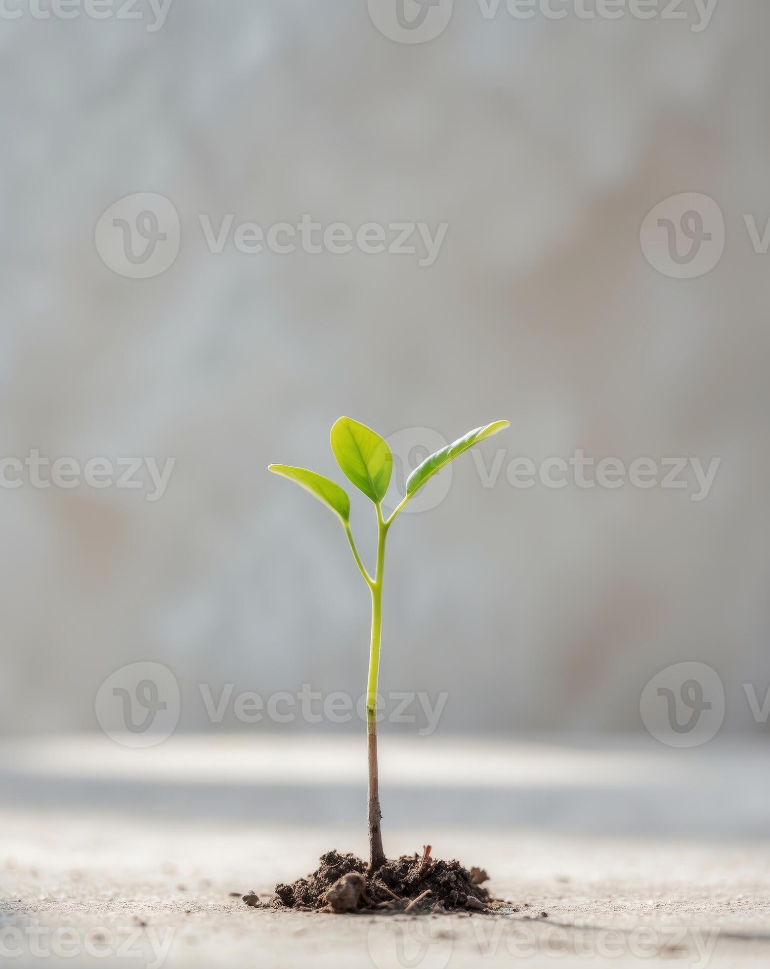 A small green plant growing out of the groundA small green plant ...