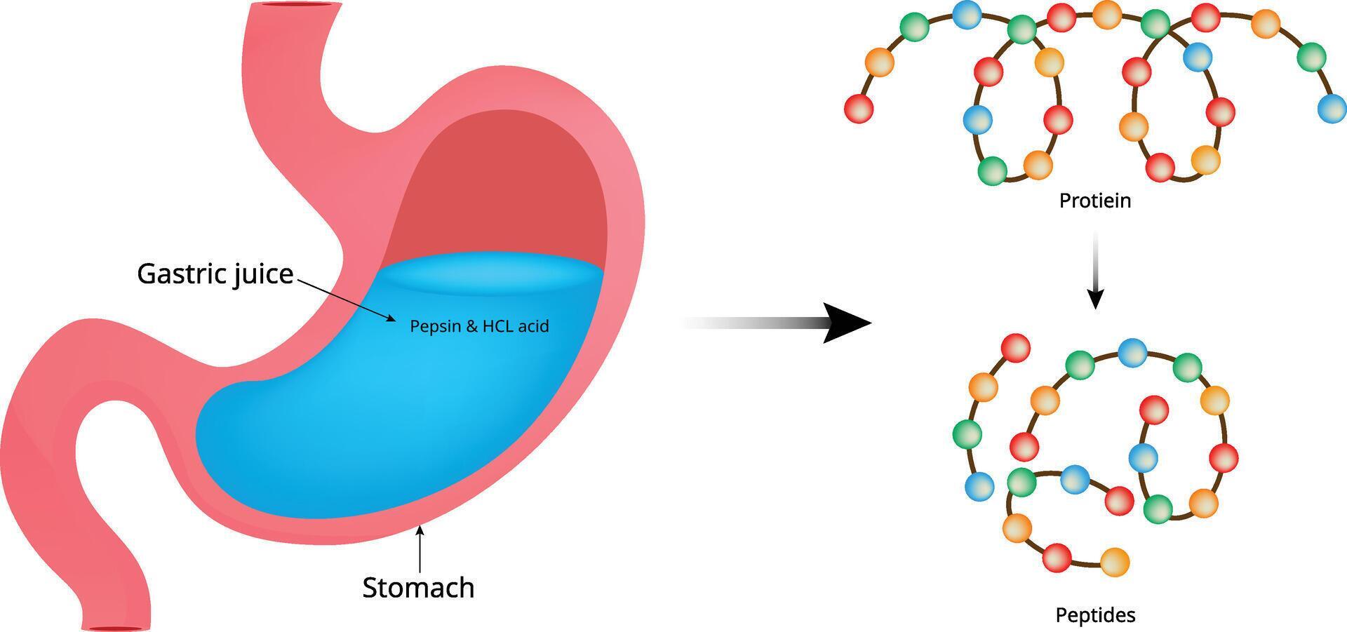Gastric Juker Stomach Design Illustration 54989692 Vector Art at Vecteezy
