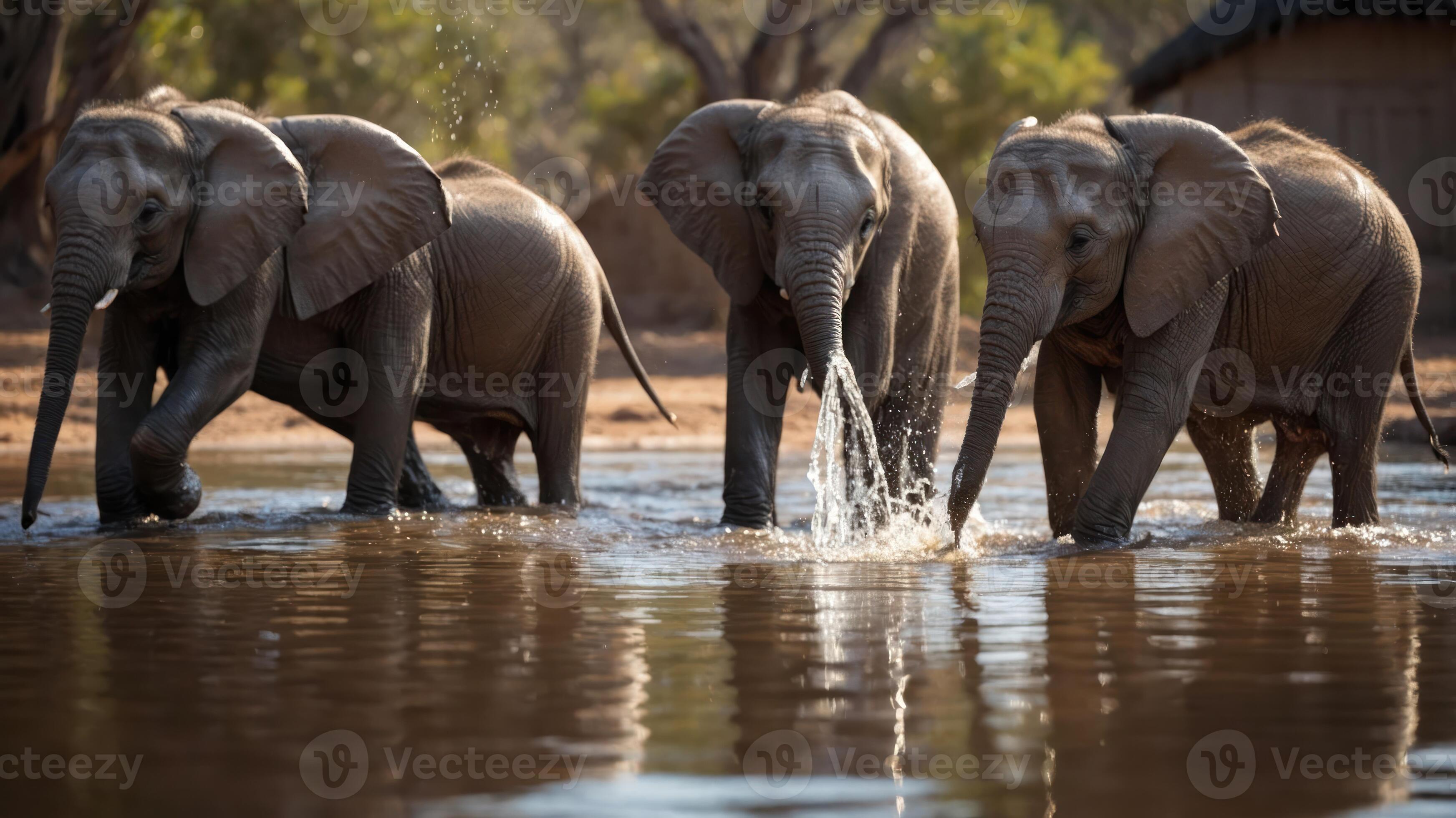 Four elephants wading through a river, splashing water in a natural setting. 55013963 Stock ...