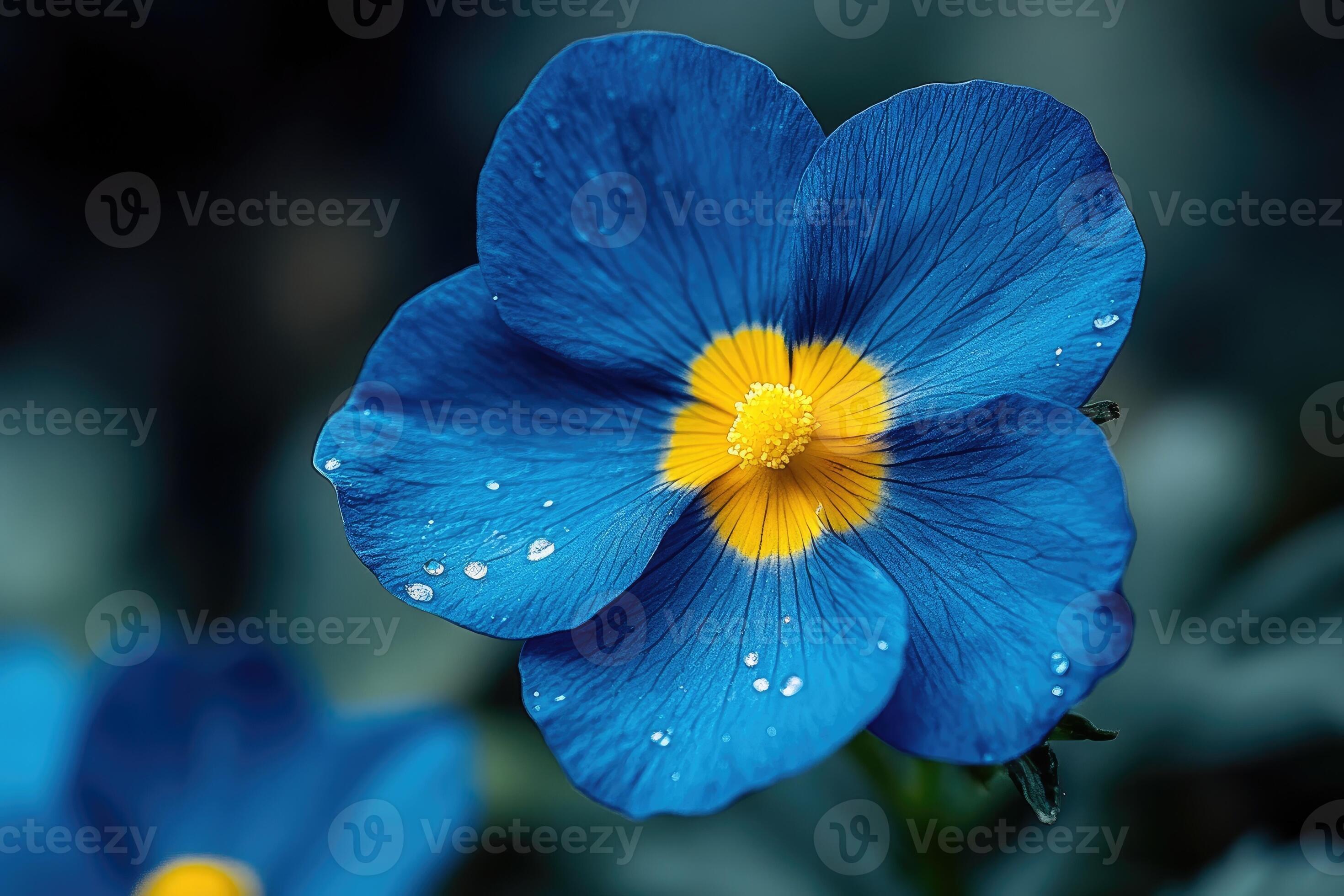Vivid Blue Flower With Yellow Center Dew Drops 55055177 Stock Photo at Vecteezy