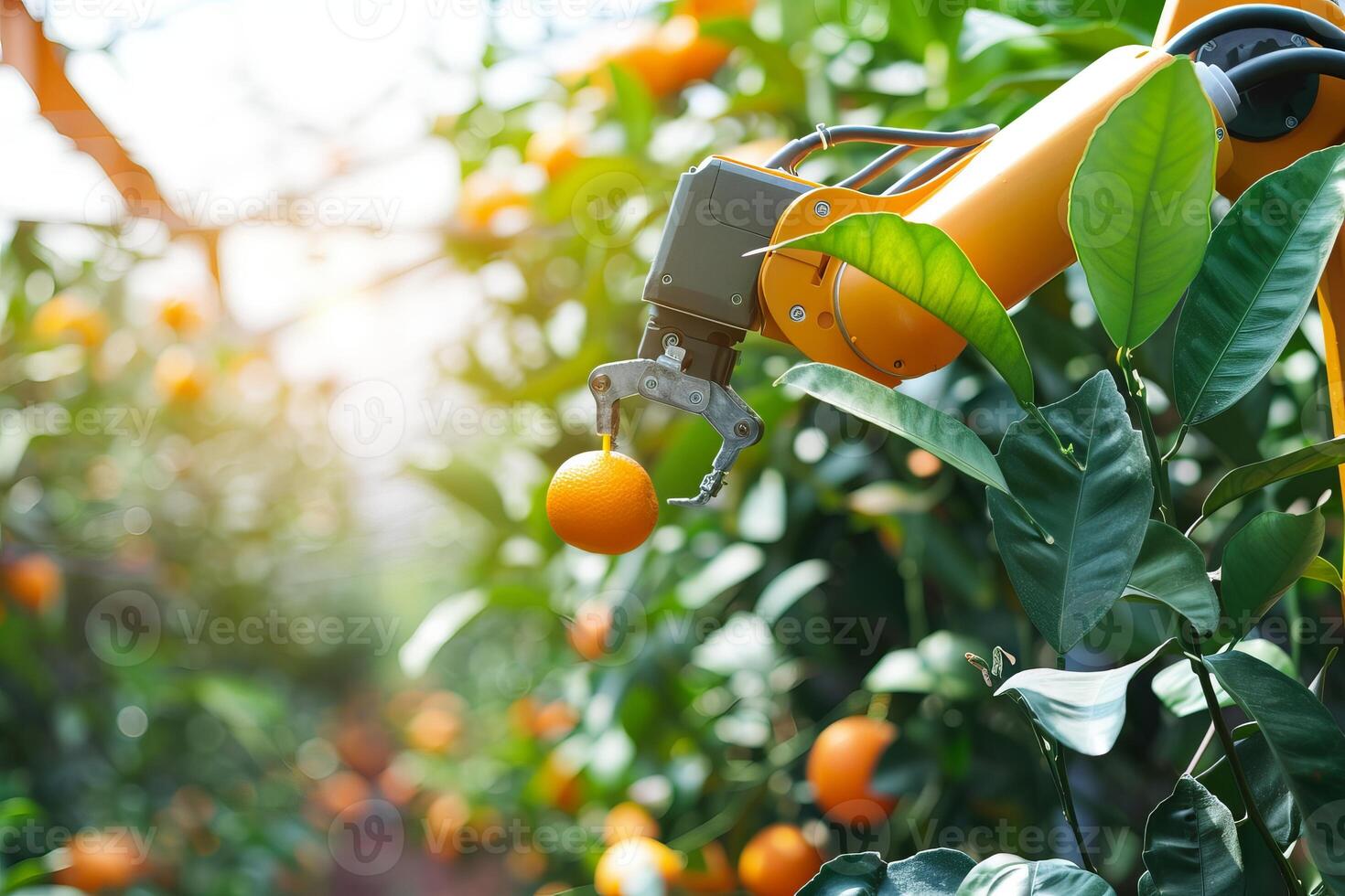 Futuristic agricultural technology with robotic arm harvesting oranges ... Futuristic agricultural technology with robotic arm harvesting oranges ...