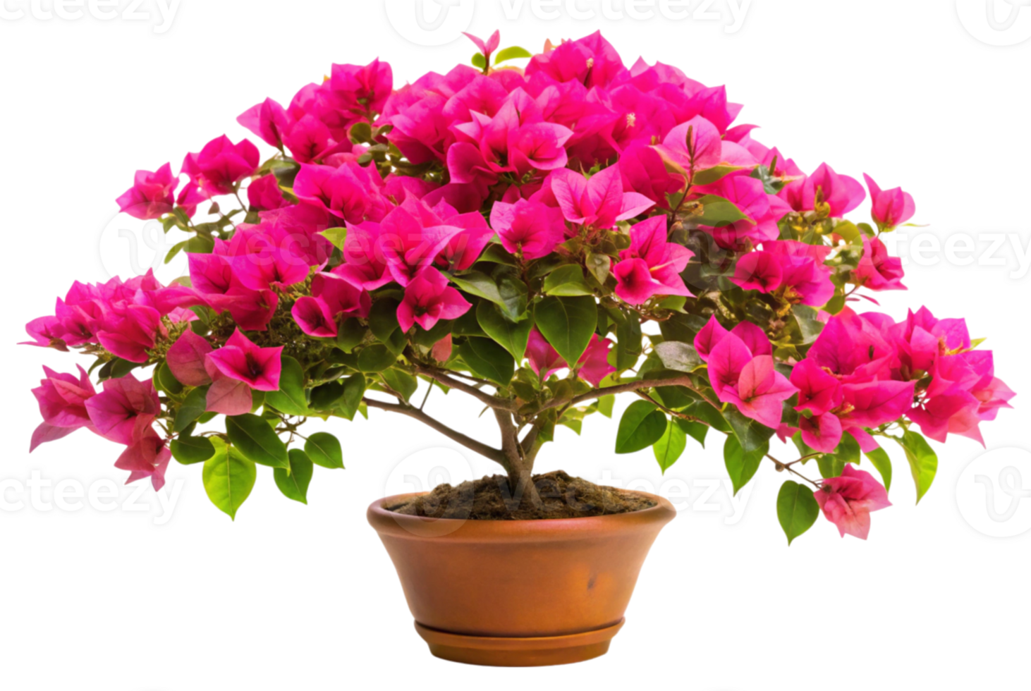 Bougainvillea Vibrant Colors Transform Any Outdoor Space Beautifully ... Bougainvillea Vibrant Colors Transform Any Outdoor Space Beautifully ...