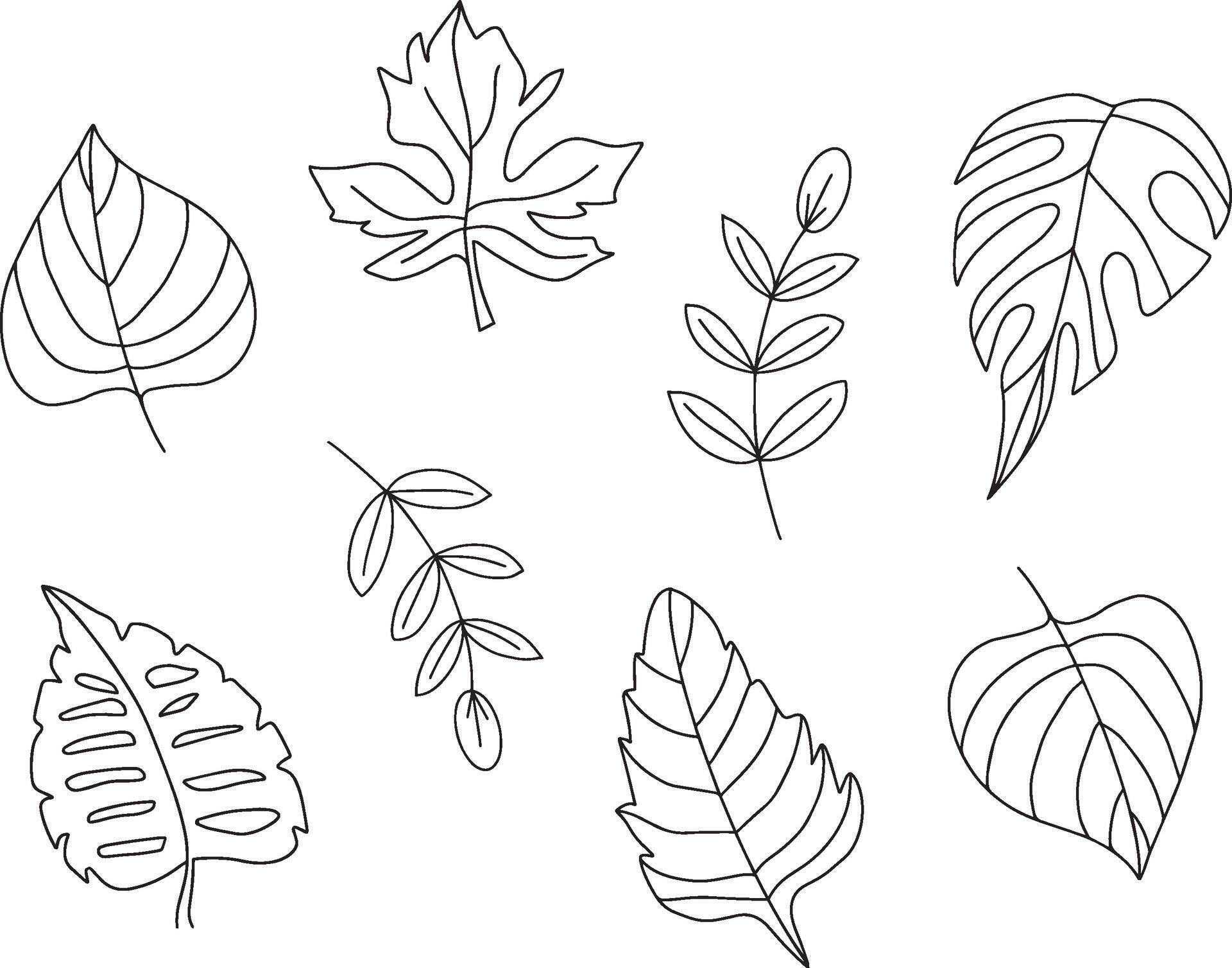 Tropical Leaves Outline Themed 55086923 Vector Art at Vecteezy