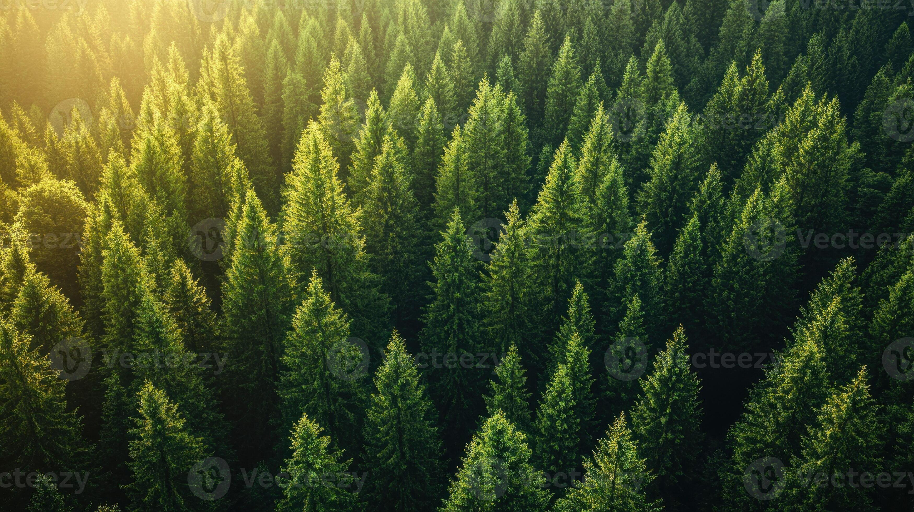 Sunlit Canopy of Evergreen Trees in a Dense Forest 55091538 Stock Photo at Vecteezy