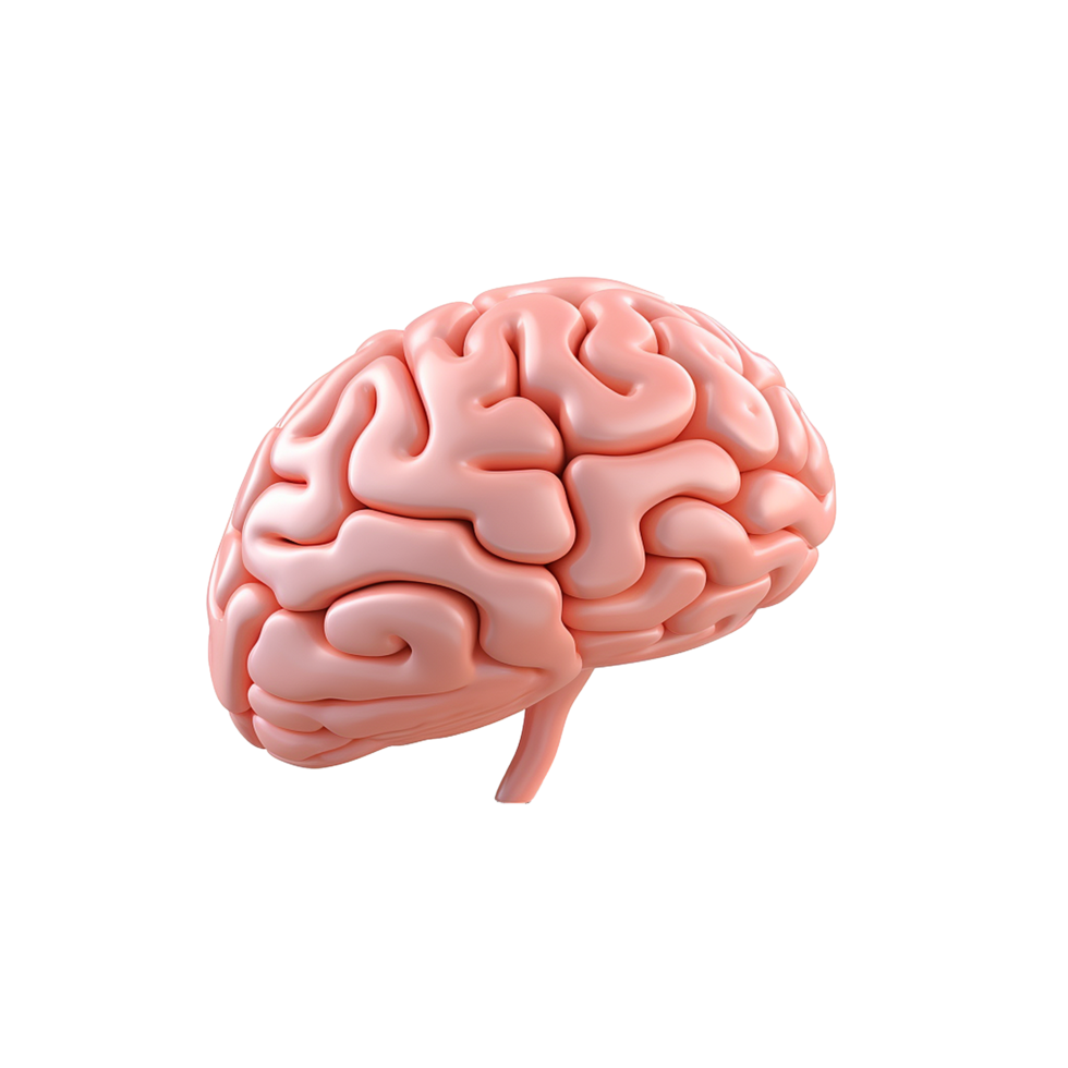 Human Brain Anatomy 3D Model Pink Neural Network Intelligence, 55131873 PNG Human Brain Anatomy 3D Model Pink Neural Network Intelligence, 55131873 PNG