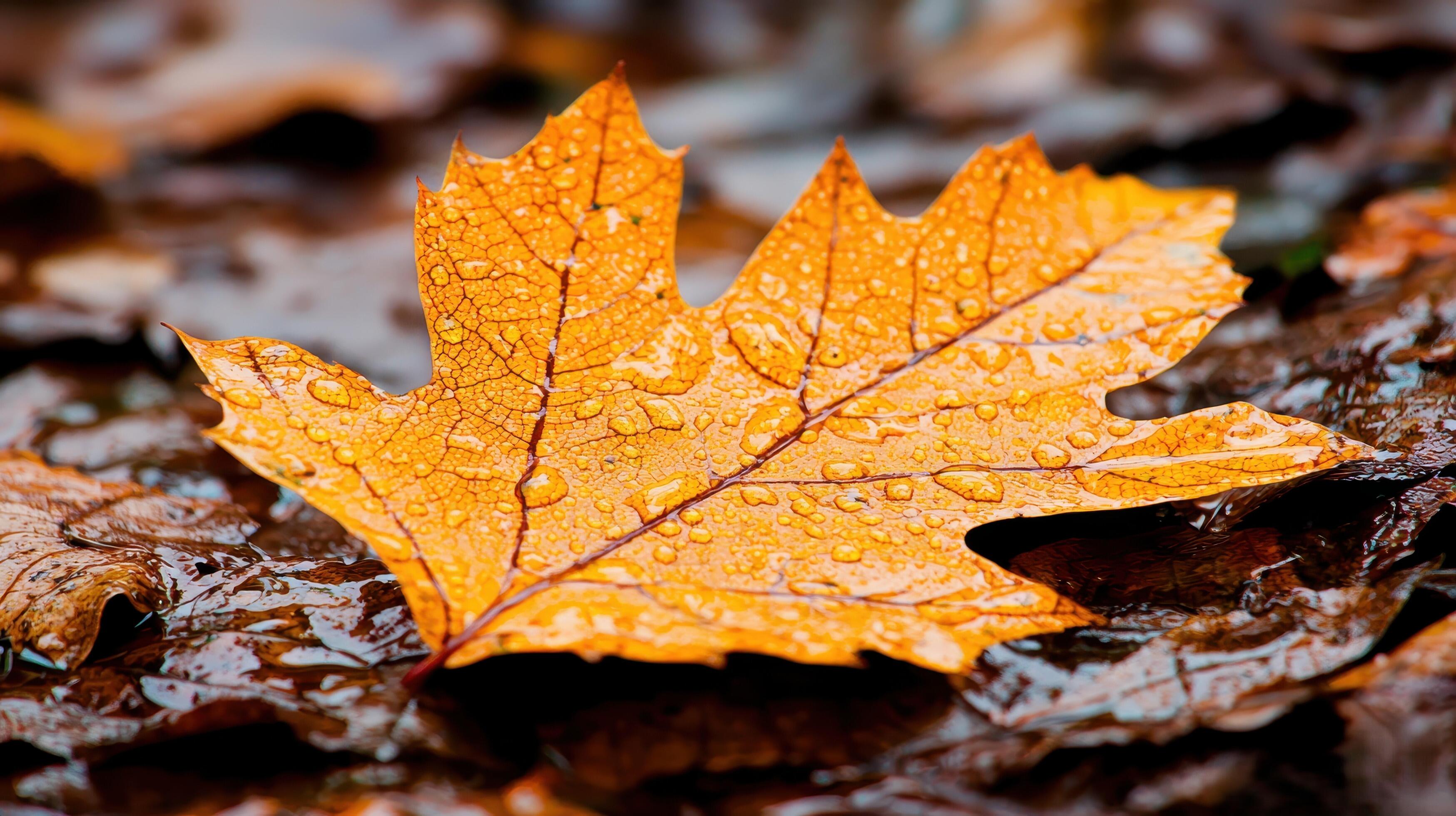 Golden Autumn Leaf with Dew Drops Close up Macro Photography of Fall Foliage 55151055 Stock ...