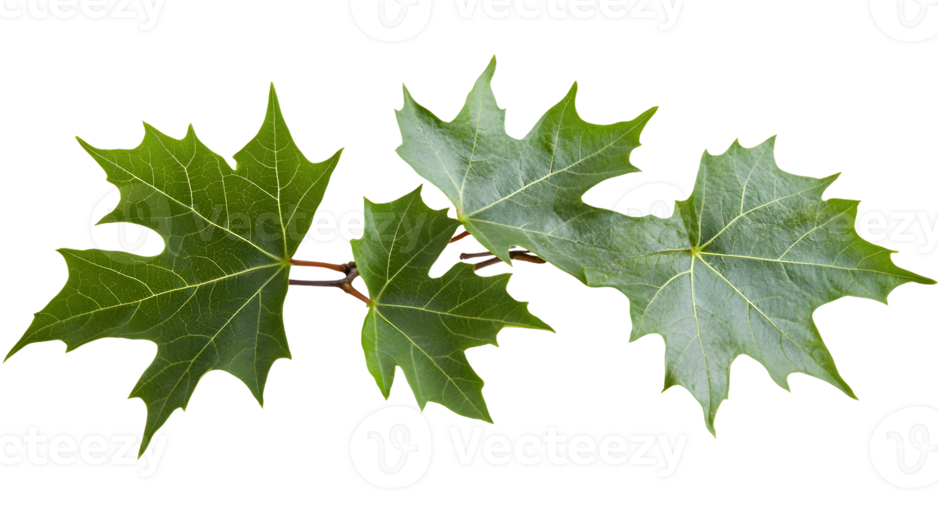 Three Lush Green Maple Leaves on Branch 55183471 PNG