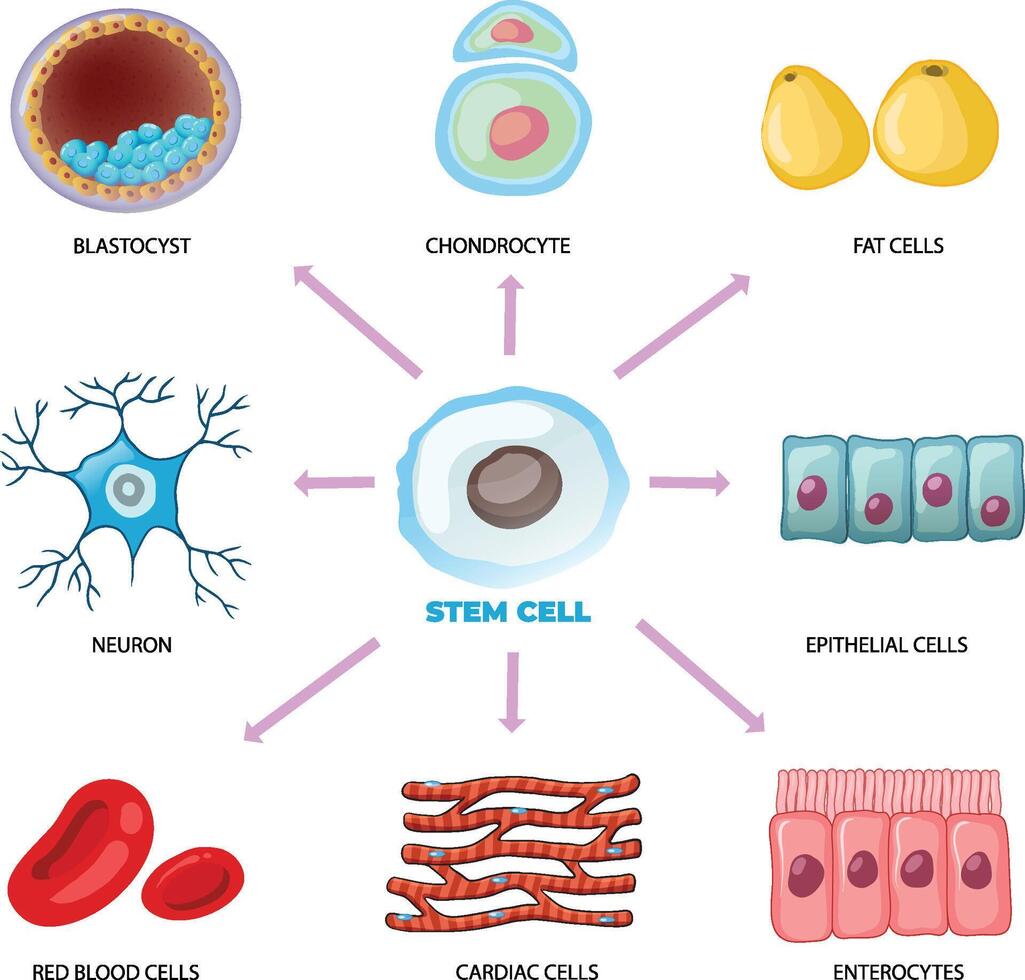 Types of stem cell differentiation illustration 55194960 Vector Art at ... Types of stem cell differentiation illustration 55194960 Vector Art at ...