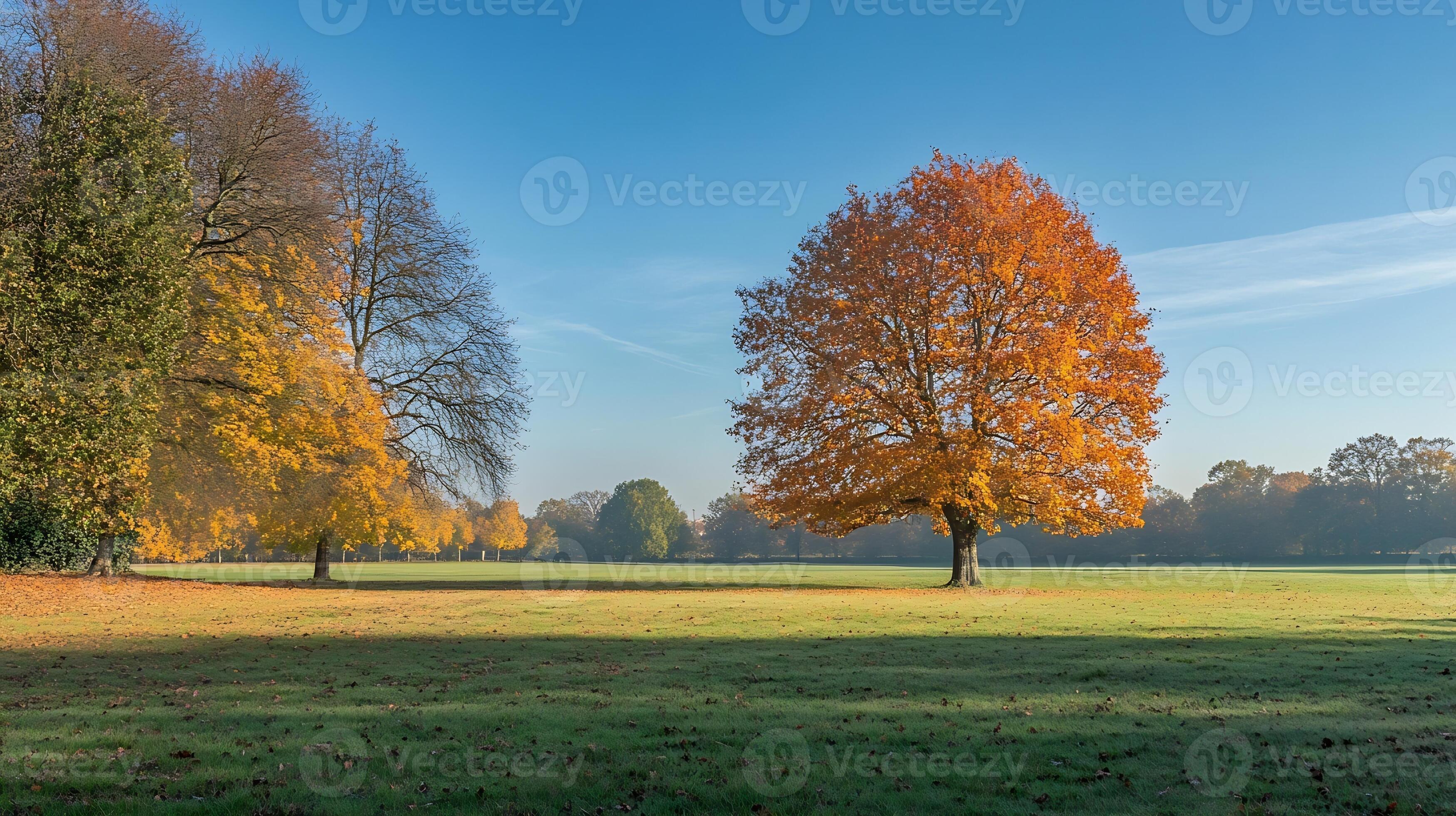 Golden Autumn Tree In Bright Park With Clear Blue Sky And Vibrant Fall Foliage 55219444 Stock ...
