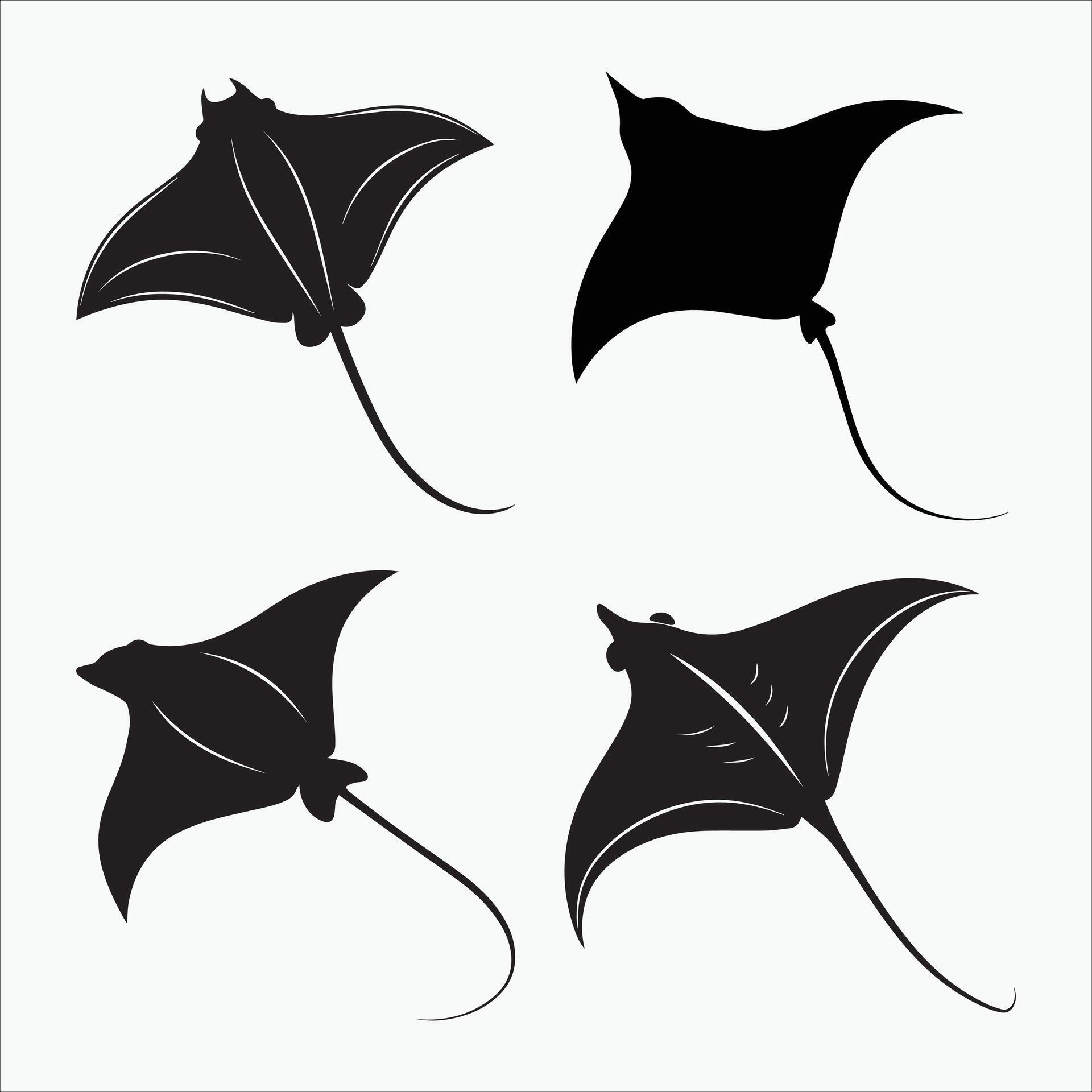 Simple Stingray Illustration 55310449 Vector Art at Vecteezy