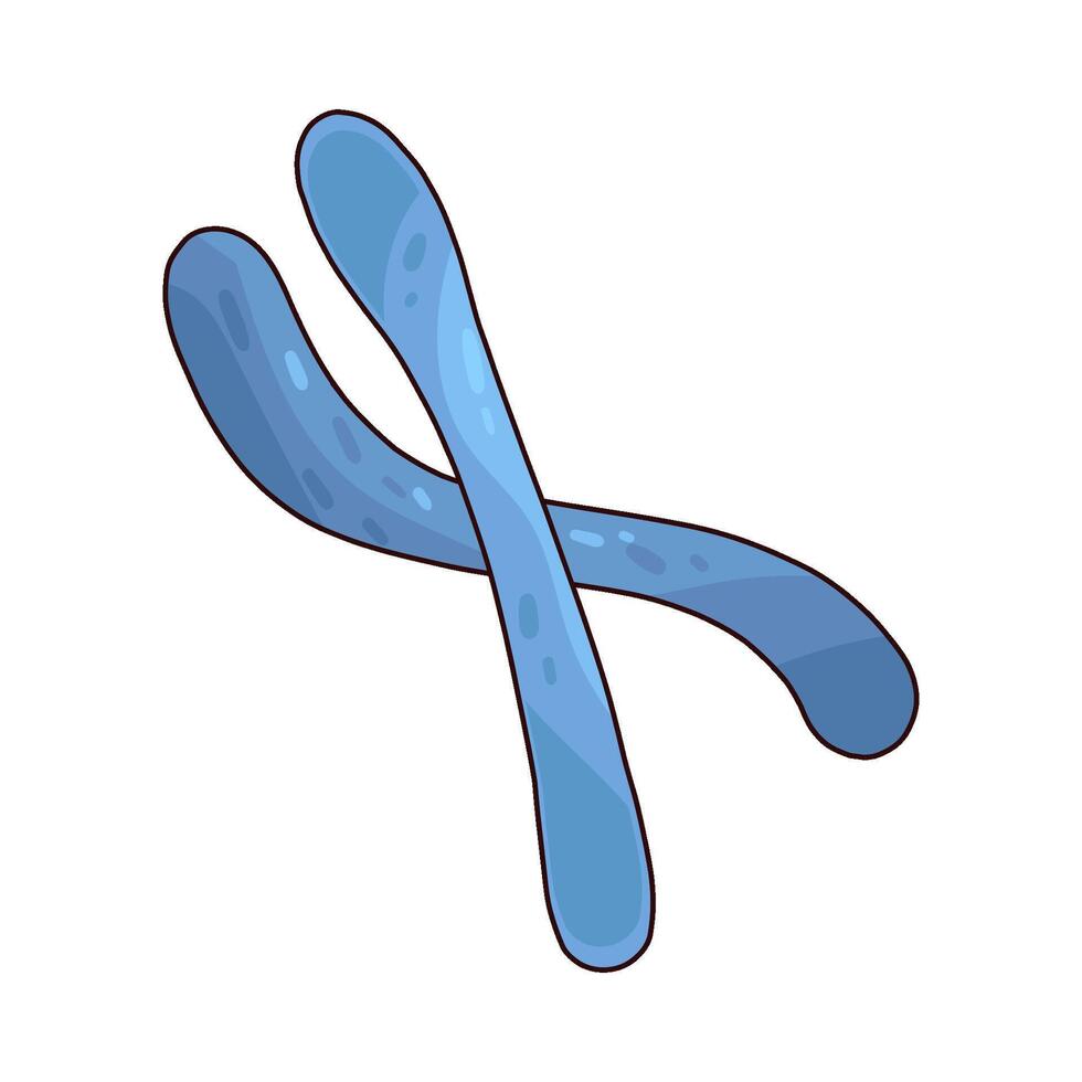 illustration of Chromosomes 55317667 Vector Art at Vecteezy illustration of Chromosomes 55317667 Vector Art at Vecteezy