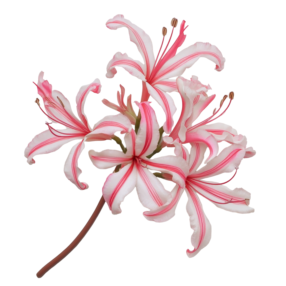 Beautiful Nerine flowers in delicate pink and transparent shades on a flat surface with a ...