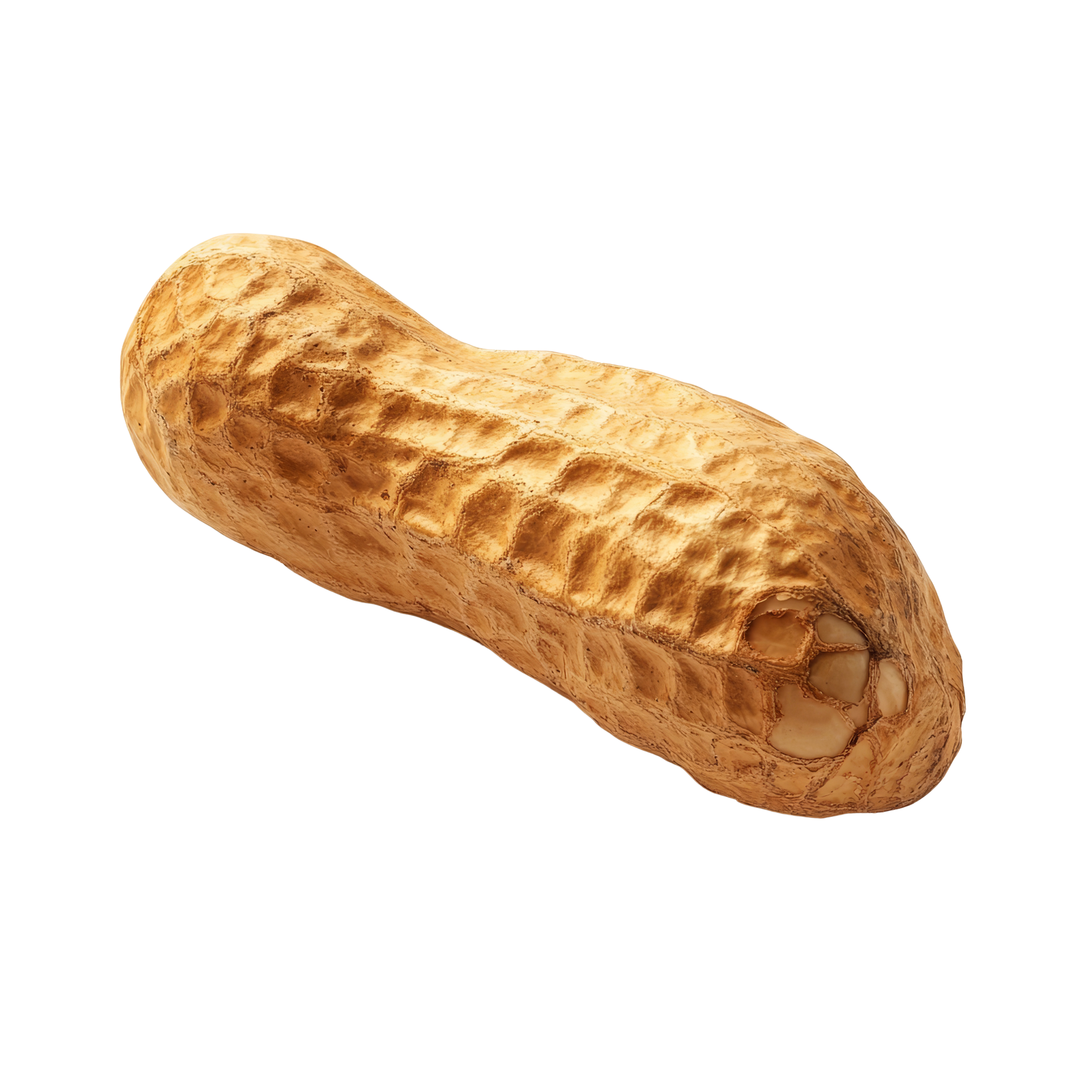 Freshly harvested peanut isolated on a transparent background showcasing its distinct shell ...