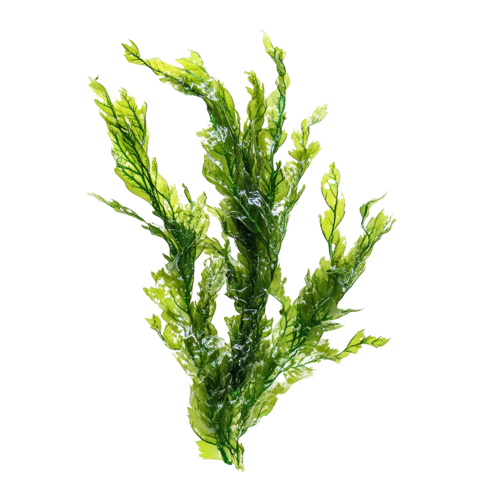 Fresh green algae isolated on a transparent background showcasing ... Fresh green algae isolated on a transparent background showcasing ...