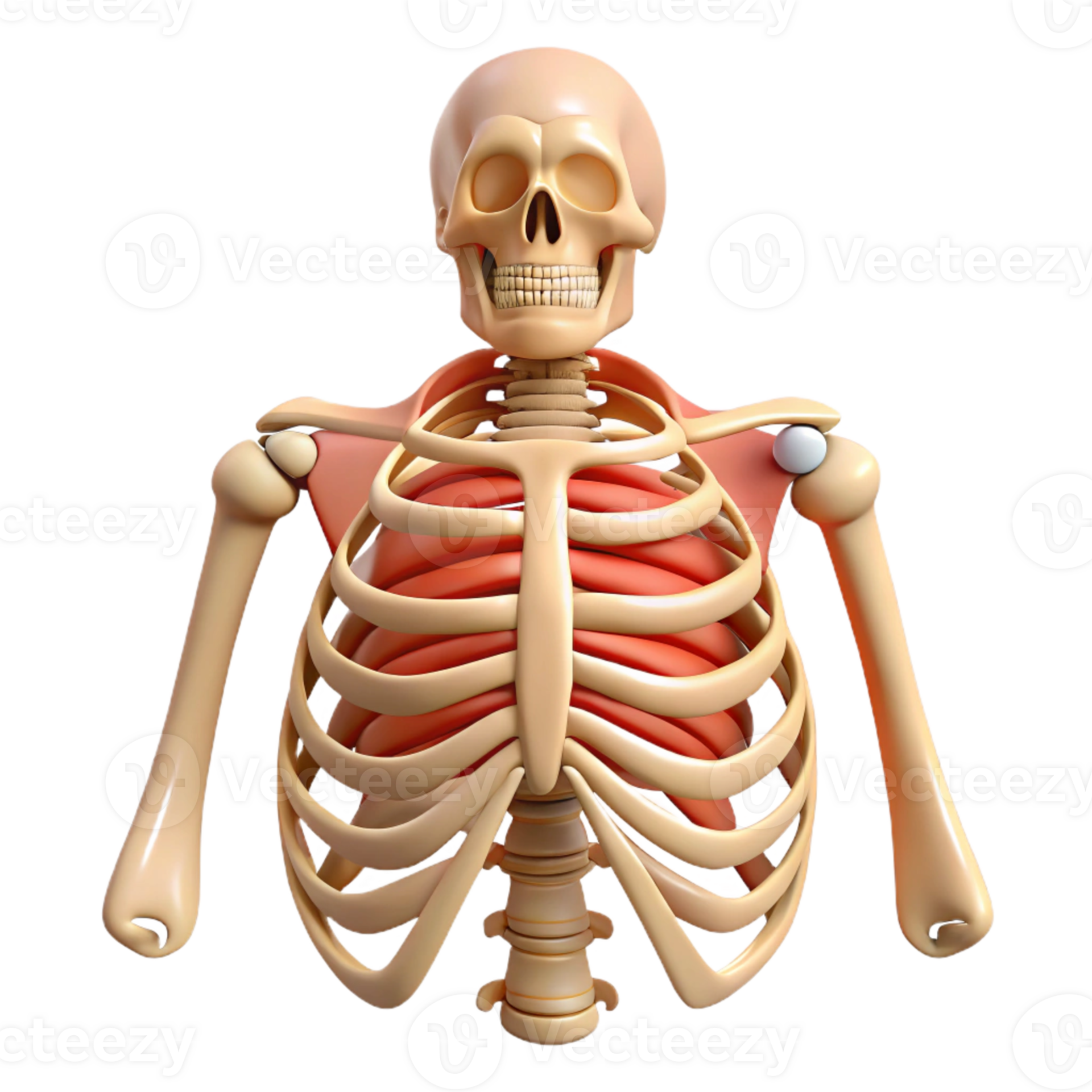 3d Human Rib Cage Anatomy 55328844 Png