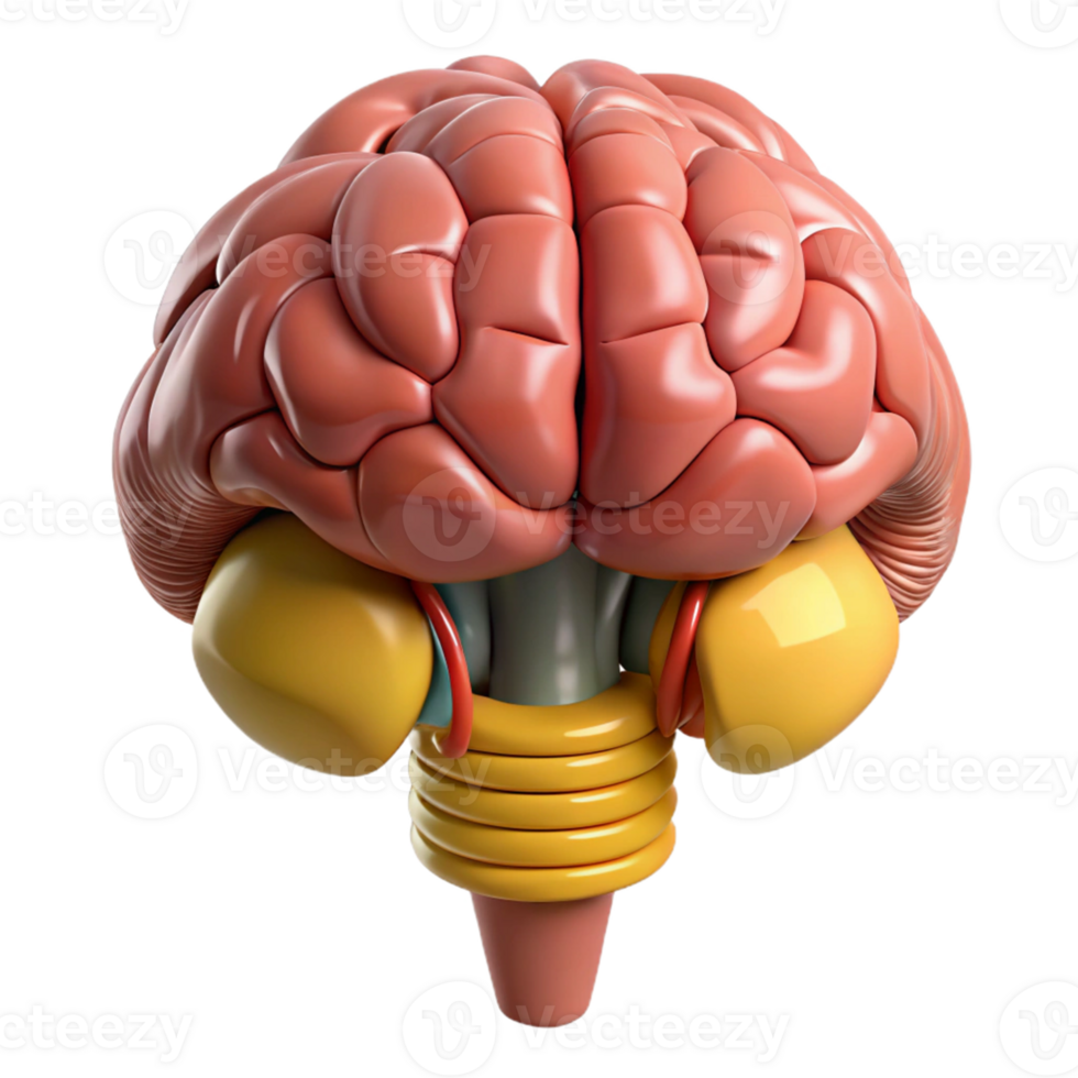 Human Brain Anatomy Illustration 55328889 PNG