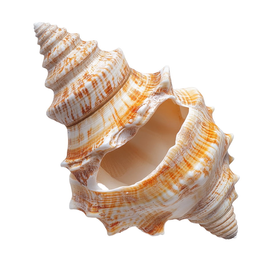 Beautiful sea shell displayed isolated on a Transparent background showcasing intricate patterns ...