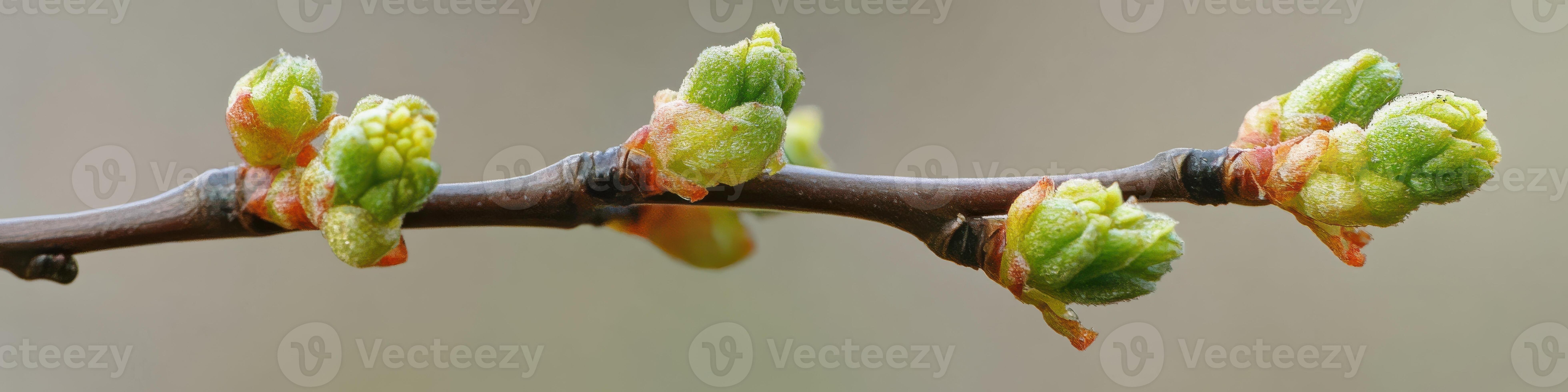 Close-up of springtime budding on a tree branch with fresh green growth ...